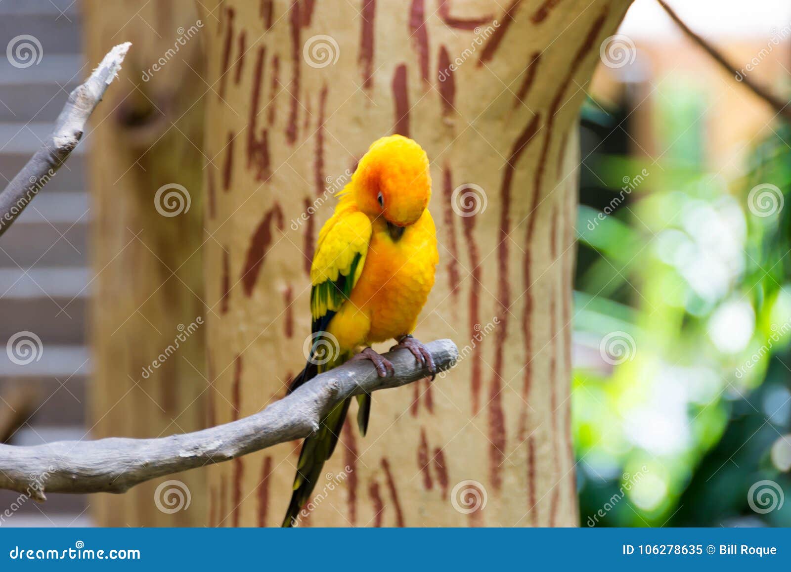 The Sun Parakeet or Sun Conure is a Medium-sized, Vibrantly Colo Stock ...