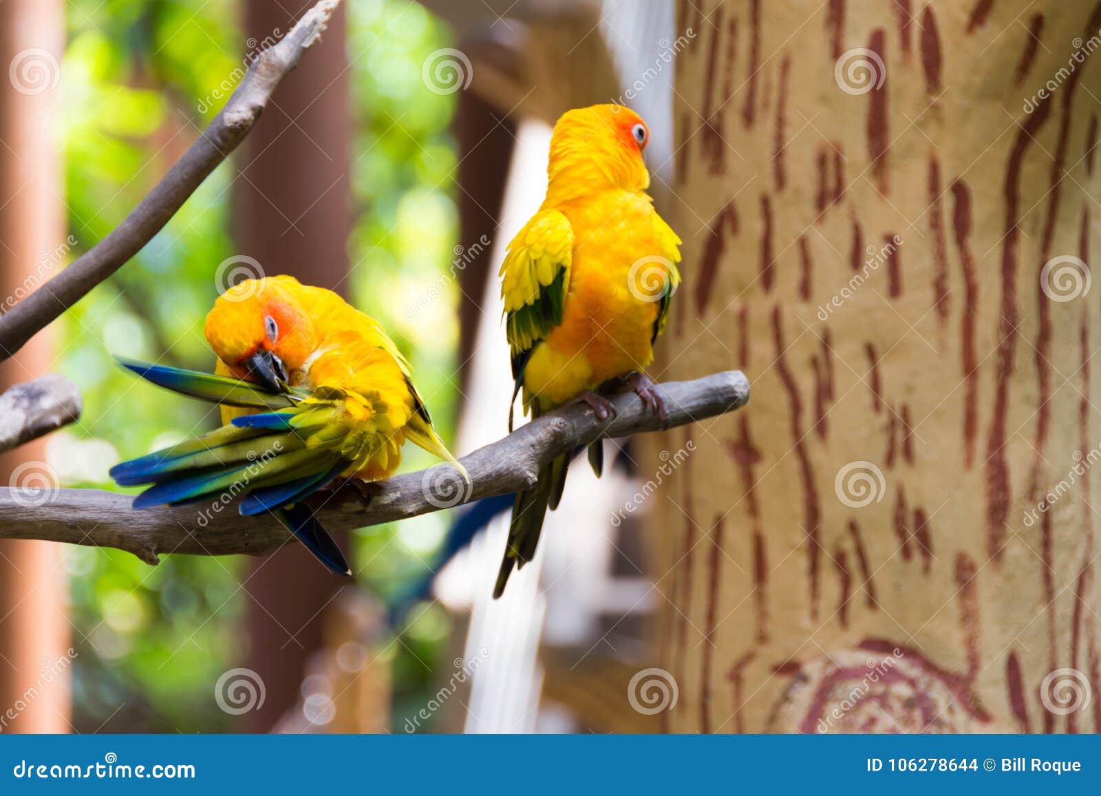 The Sun Parakeet or Sun Conure is a Medium-sized, Vibrantly Colo Stock ...