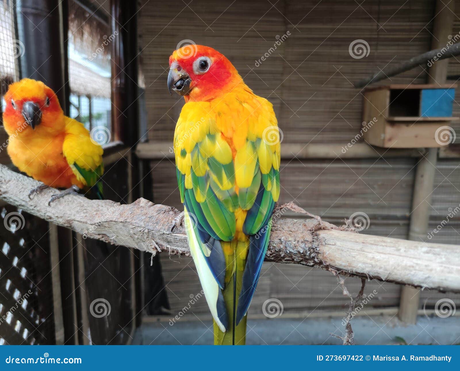 Sun Parakeet or Sun Conure with Rainbow Colors of Feathers Stock Photo ...