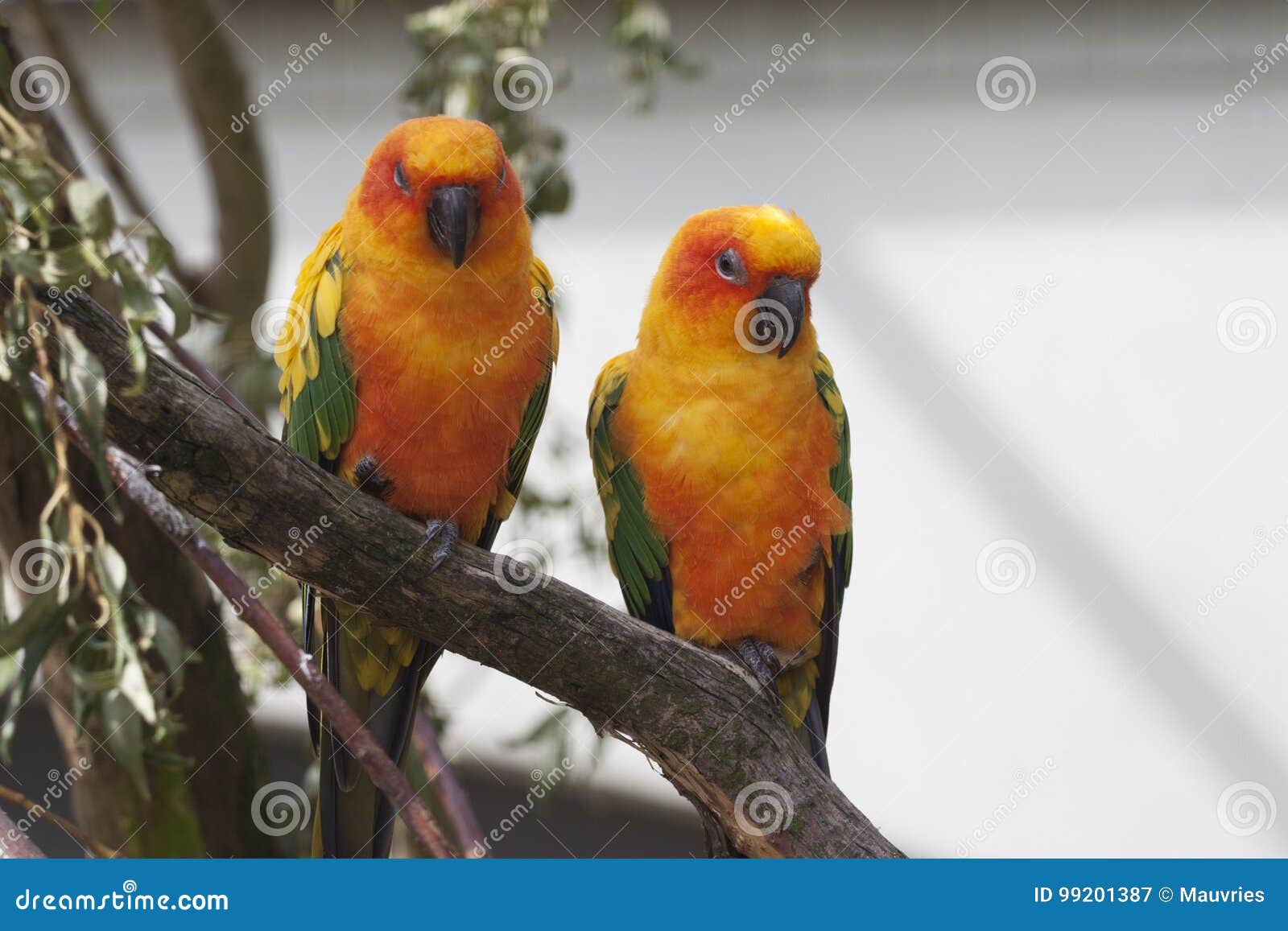 Sun Parakeet stock image. Image of beautiful, beak, colorful - 99201387