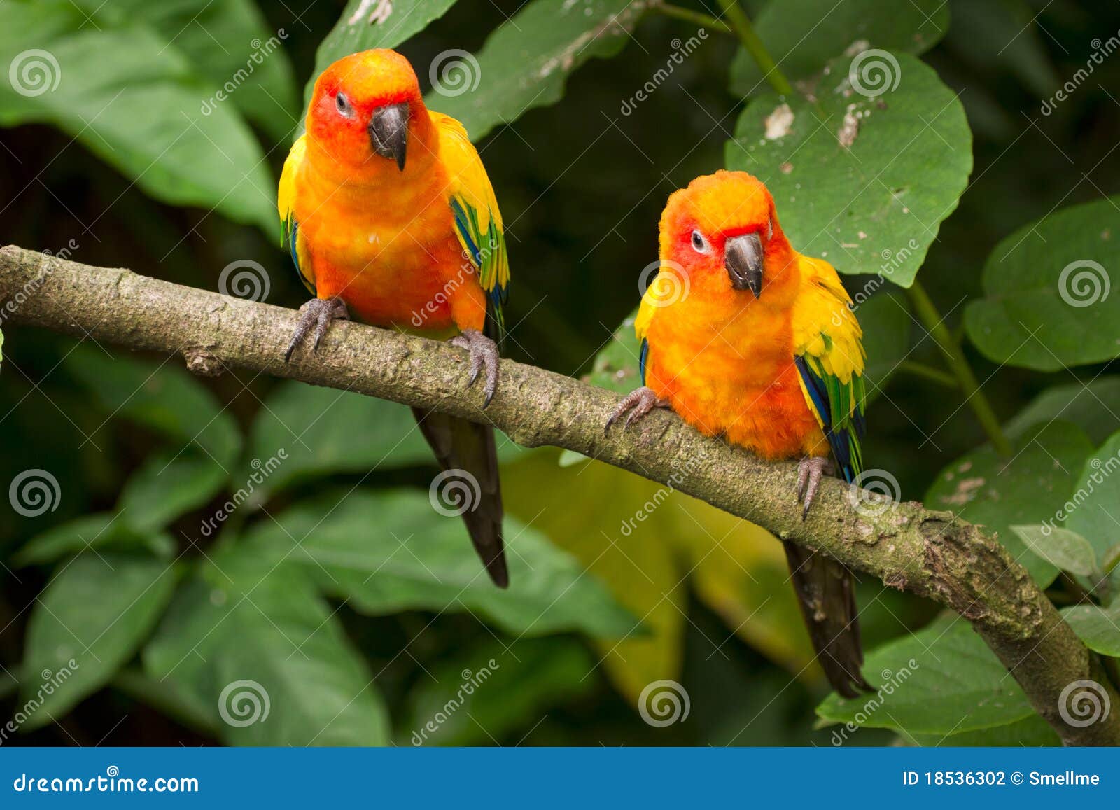 Sun Parakeets stock photo. Image of parakeet, perching - 18536302