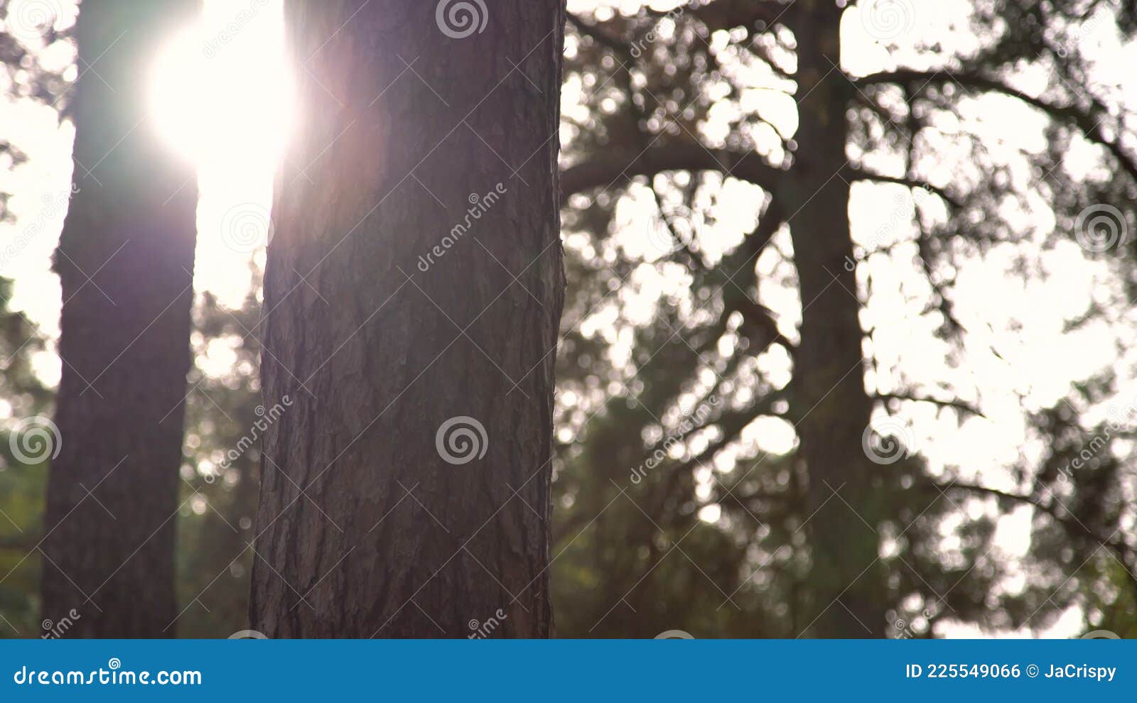 Sun Peaking through Pine Trees in the Forest. Glowing Sun Rays Coming ...