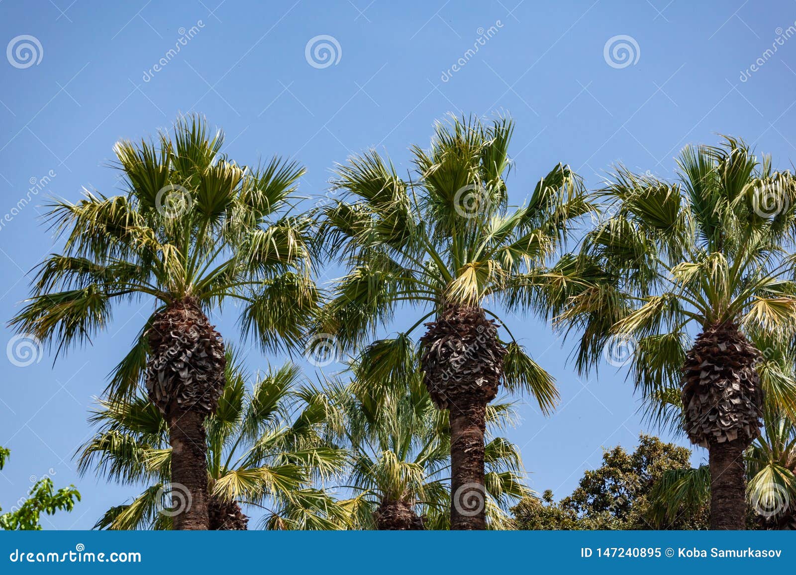 Sun Peaking through Tall Palm Trees in, Athens, Greece Stock Image ...