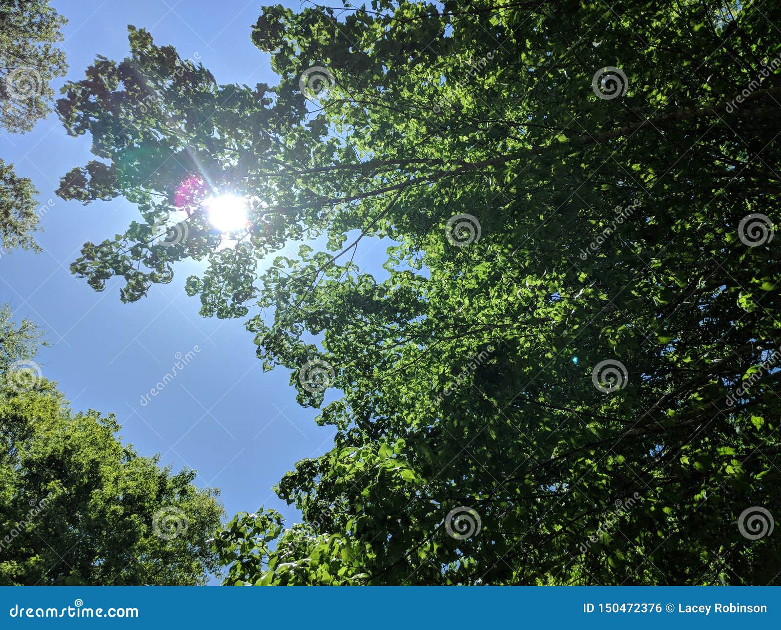 Sun Peaking through the Trees Stock Photo - Image of bright, trees ...