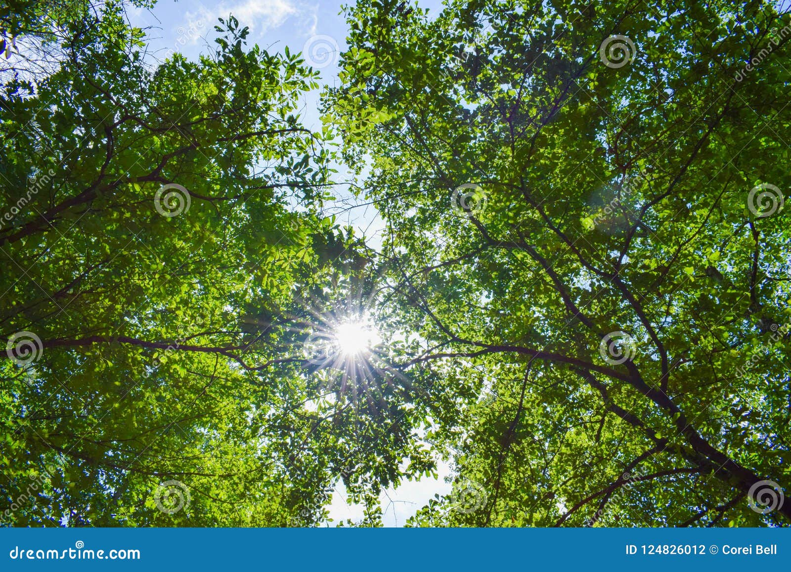 The Sun Peaking through the Trees Stock Photo - Image of sunny, lesaves ...