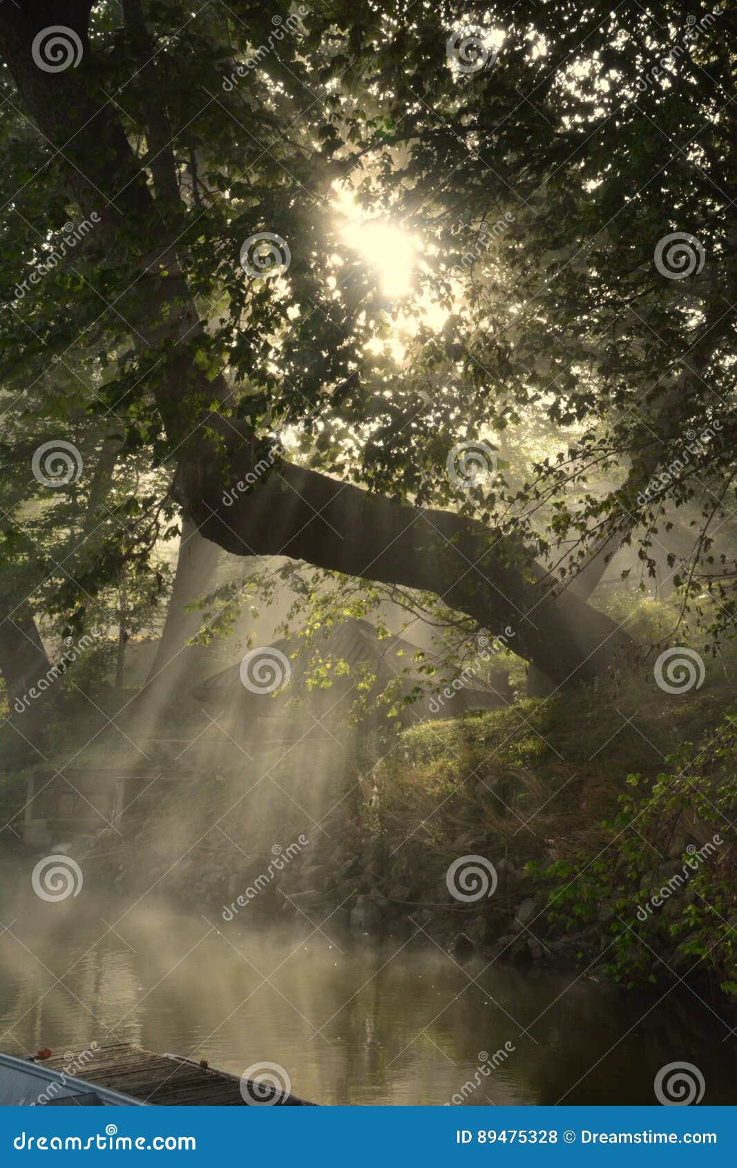 Sun Peaking through Trees on River Stock Photo - Image of ...
