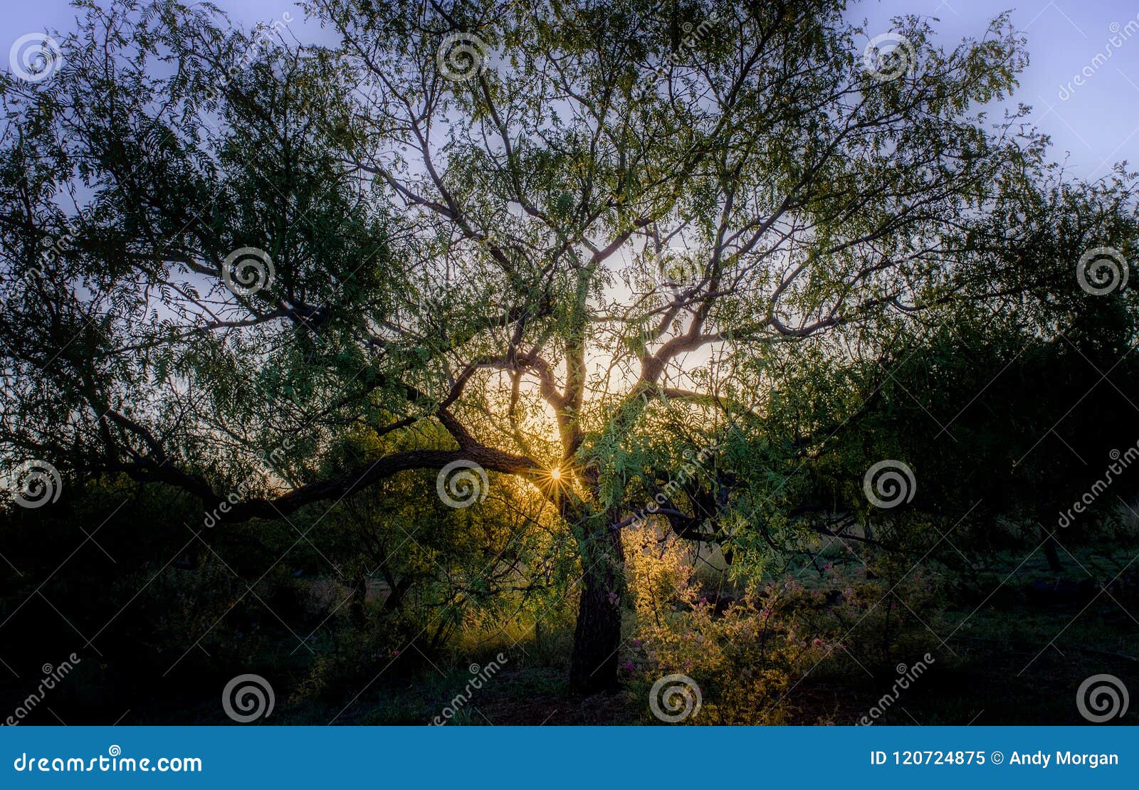 Oak Tree Sunrise stock image. Image of forest, sunshine - 120724875