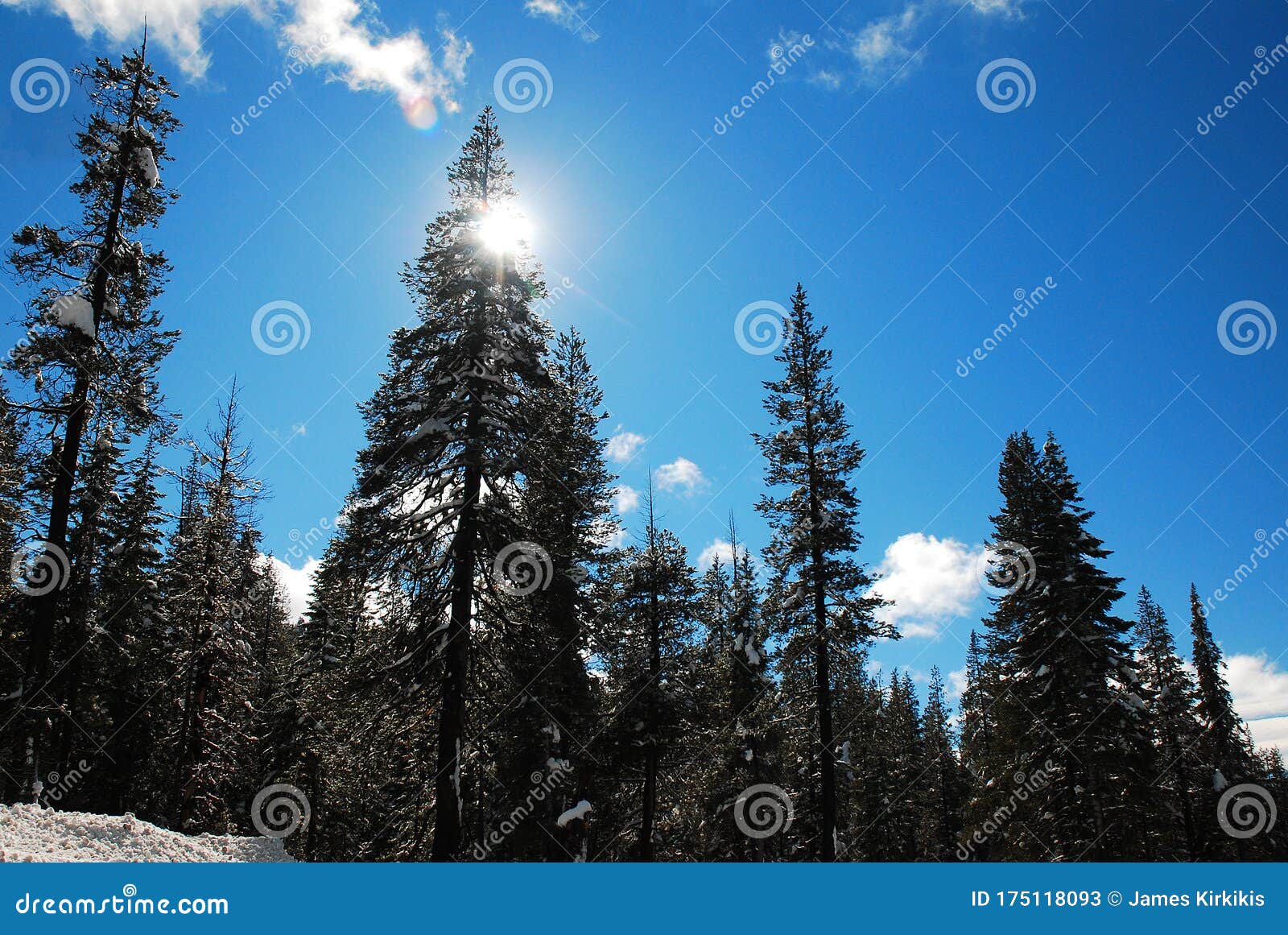The Sun Peaks through the Winter Pine Trees Stock Image - Image of ...