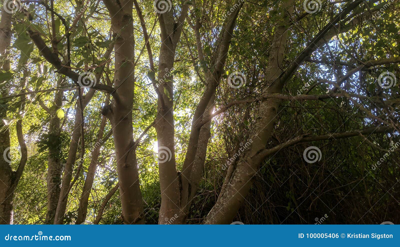 Tree dappling stock photo. Image of dappling, branches - 100005406