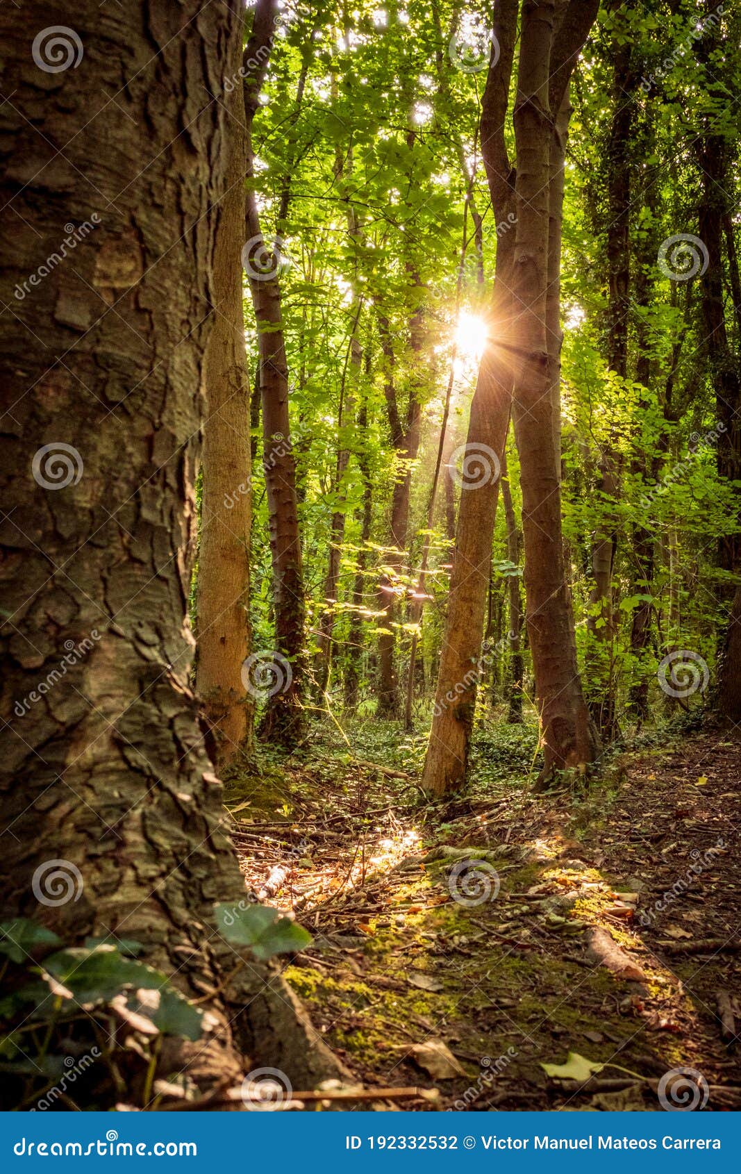 Sun Peeking through Tree Forest Stock Photo - Image of natural ...