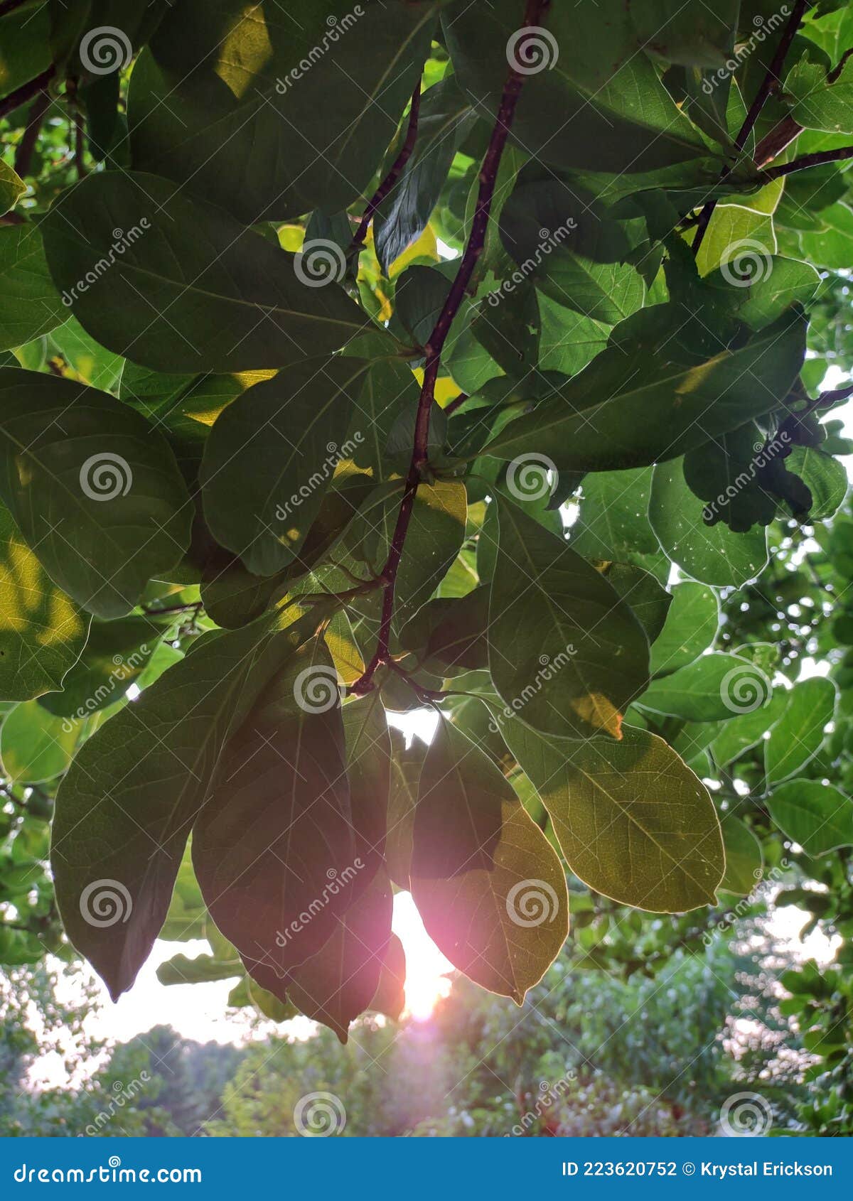 Sun Peeking through Tree Leaves at Sunset Stock Photo - Image of ...