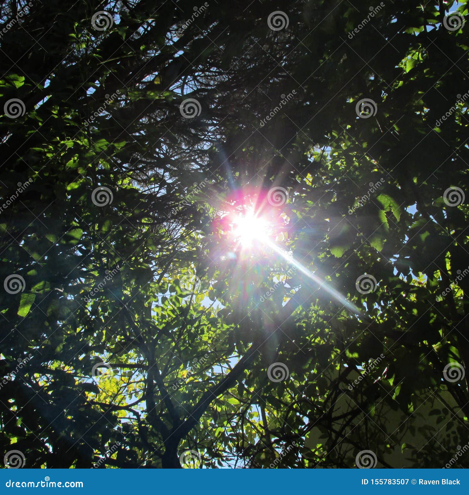 Sun Peeking through Trees, Nature Stock Image - Image of nature ...