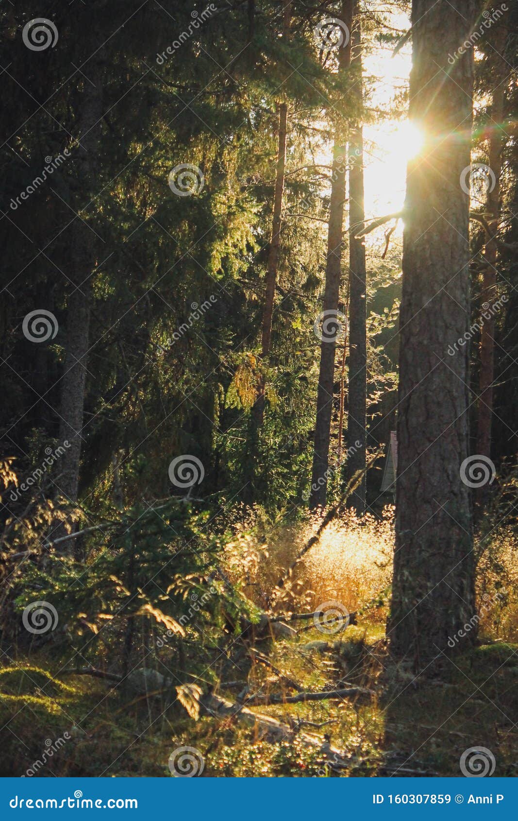 Sun Peeking through the Trees Stock Image - Image of mood, halo: 160307859