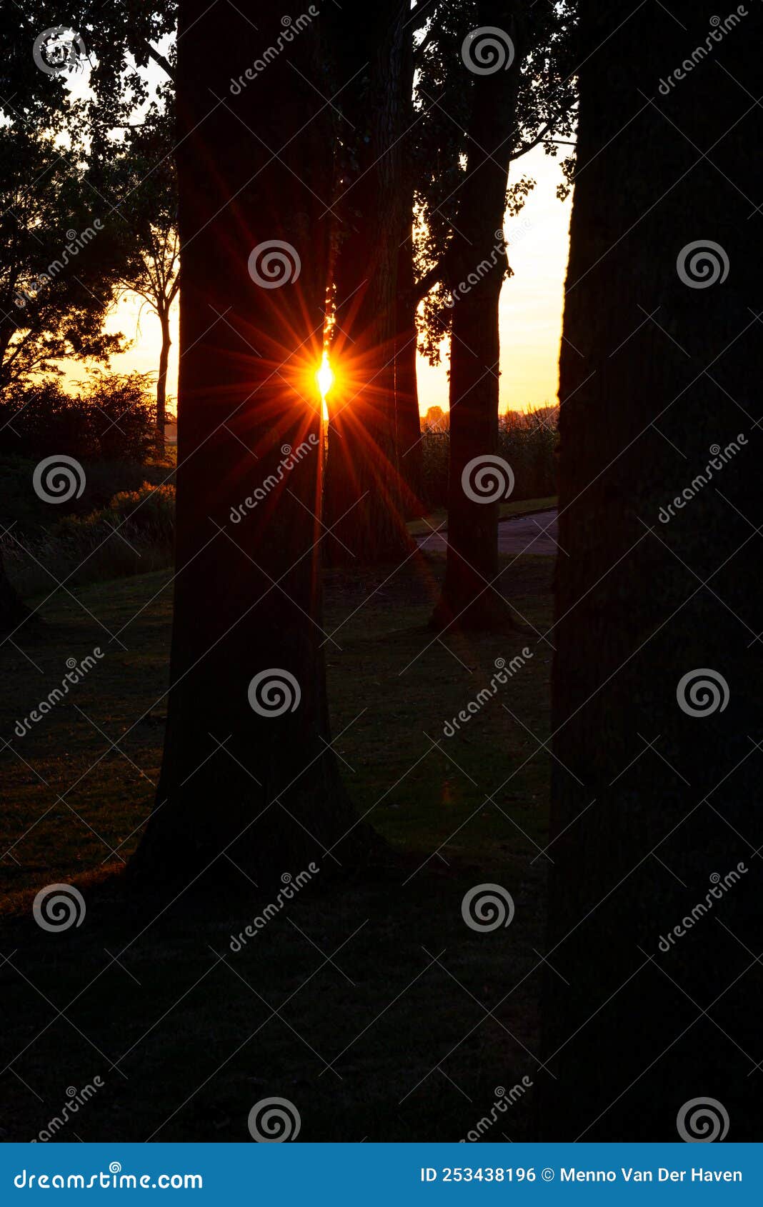 Sun star between the trees stock photo. Image of sunlight - 253438196