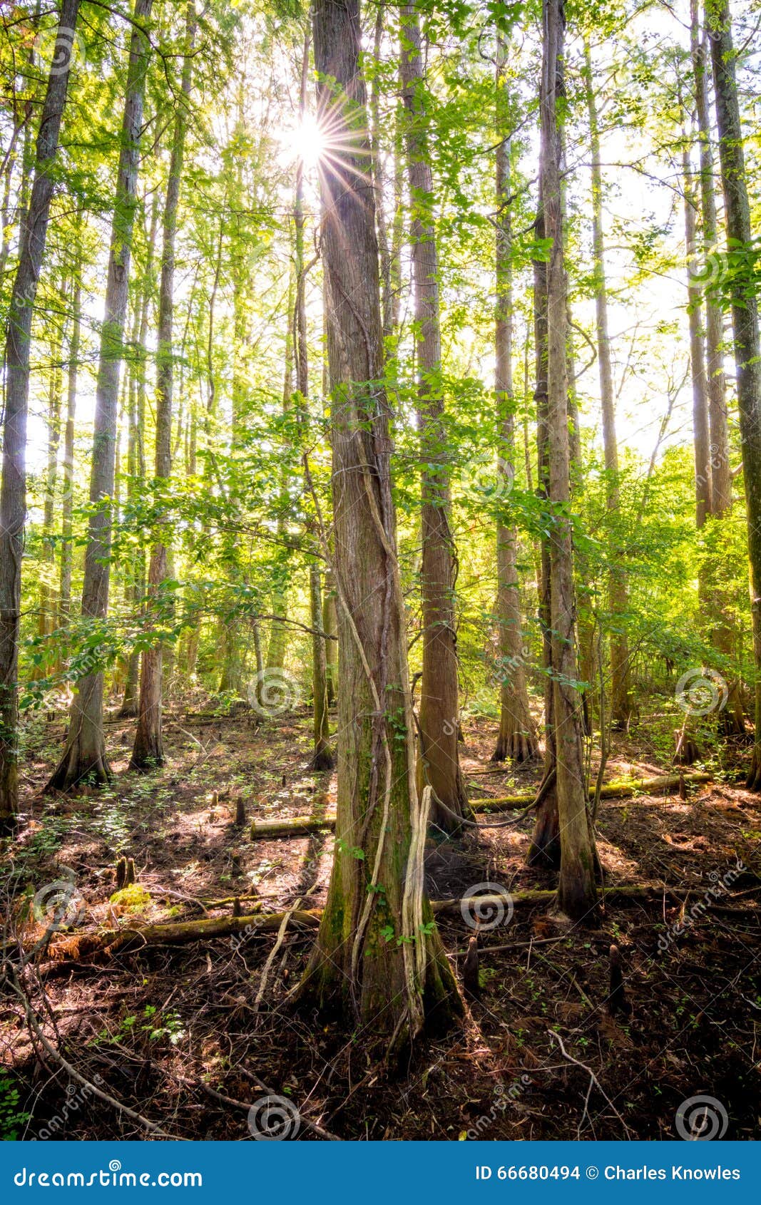 The Sun Peeks through Trees in Alabama Swamp Stock Photo - Image of ...