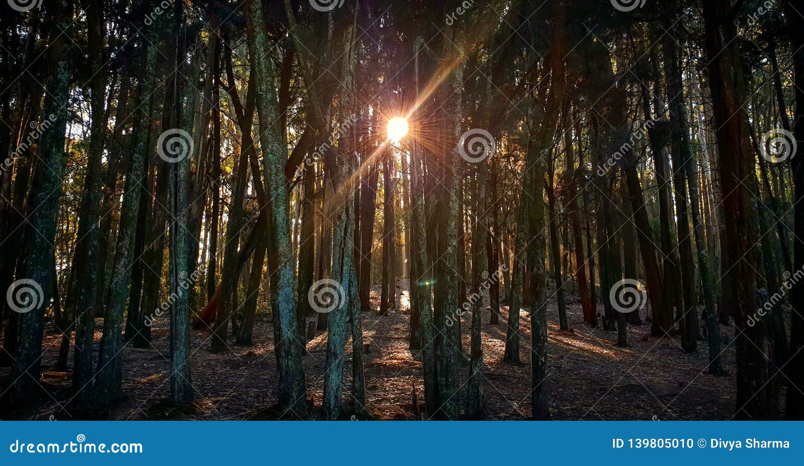 Sunset stock photo. Image of peeping, goodbye, sunset - 139805010