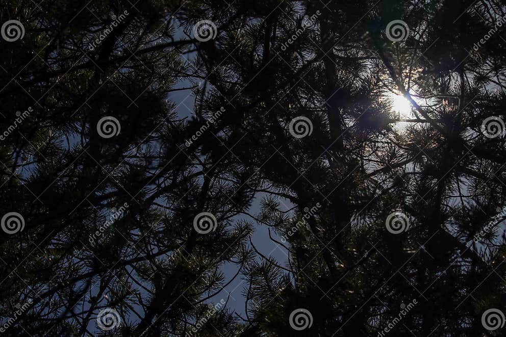 Sun Peering through Pine Trees with Glow Stock Photo - Image of canopy ...