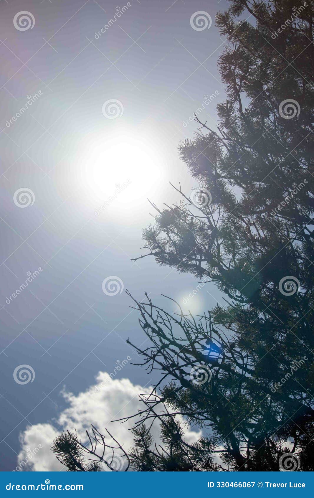 Sun Peering through Pine Trees with Glow Stock Image - Image of pine ...