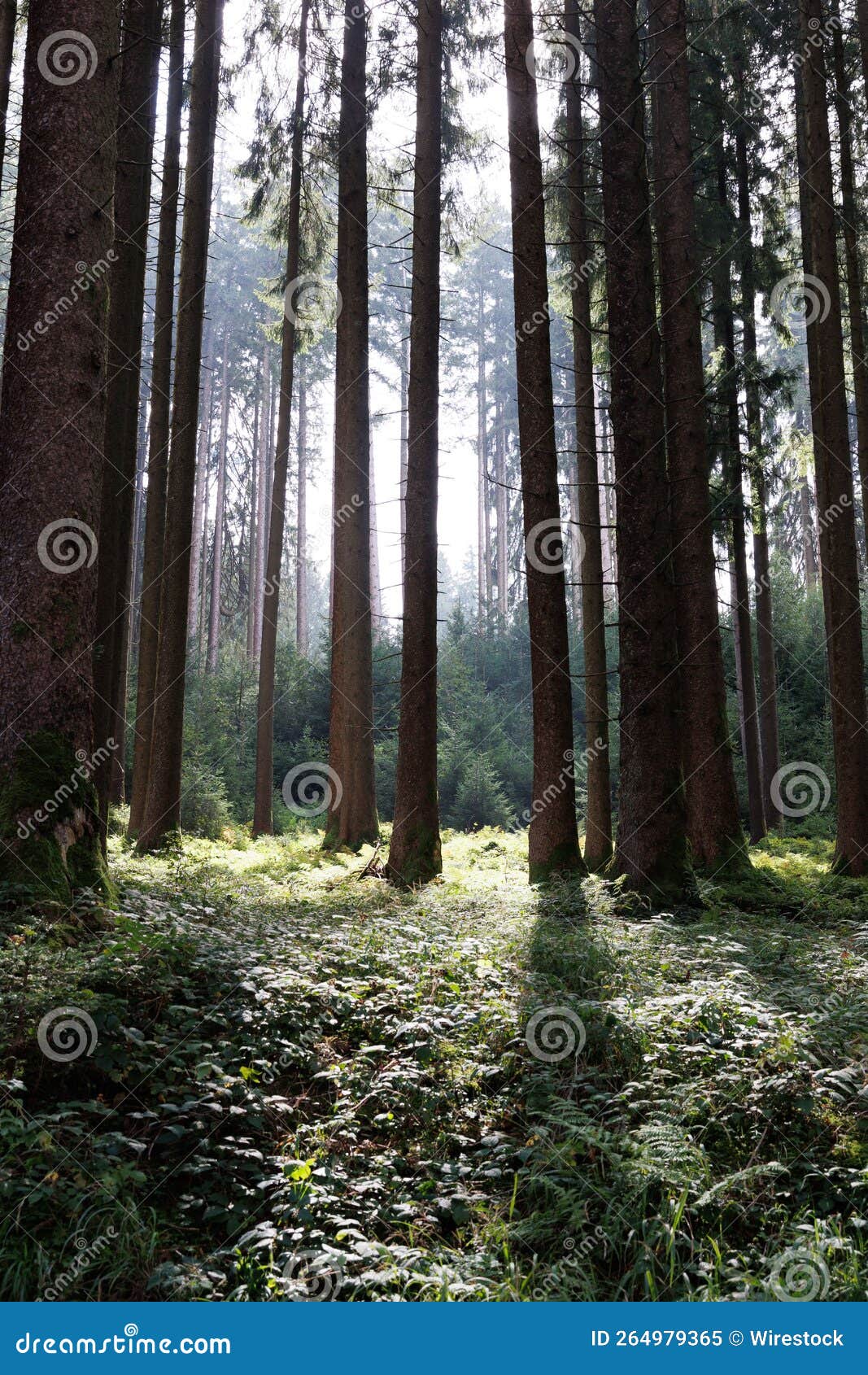 Sun Penetrating through the Tall Trees in a Forest Stock Image - Image ...