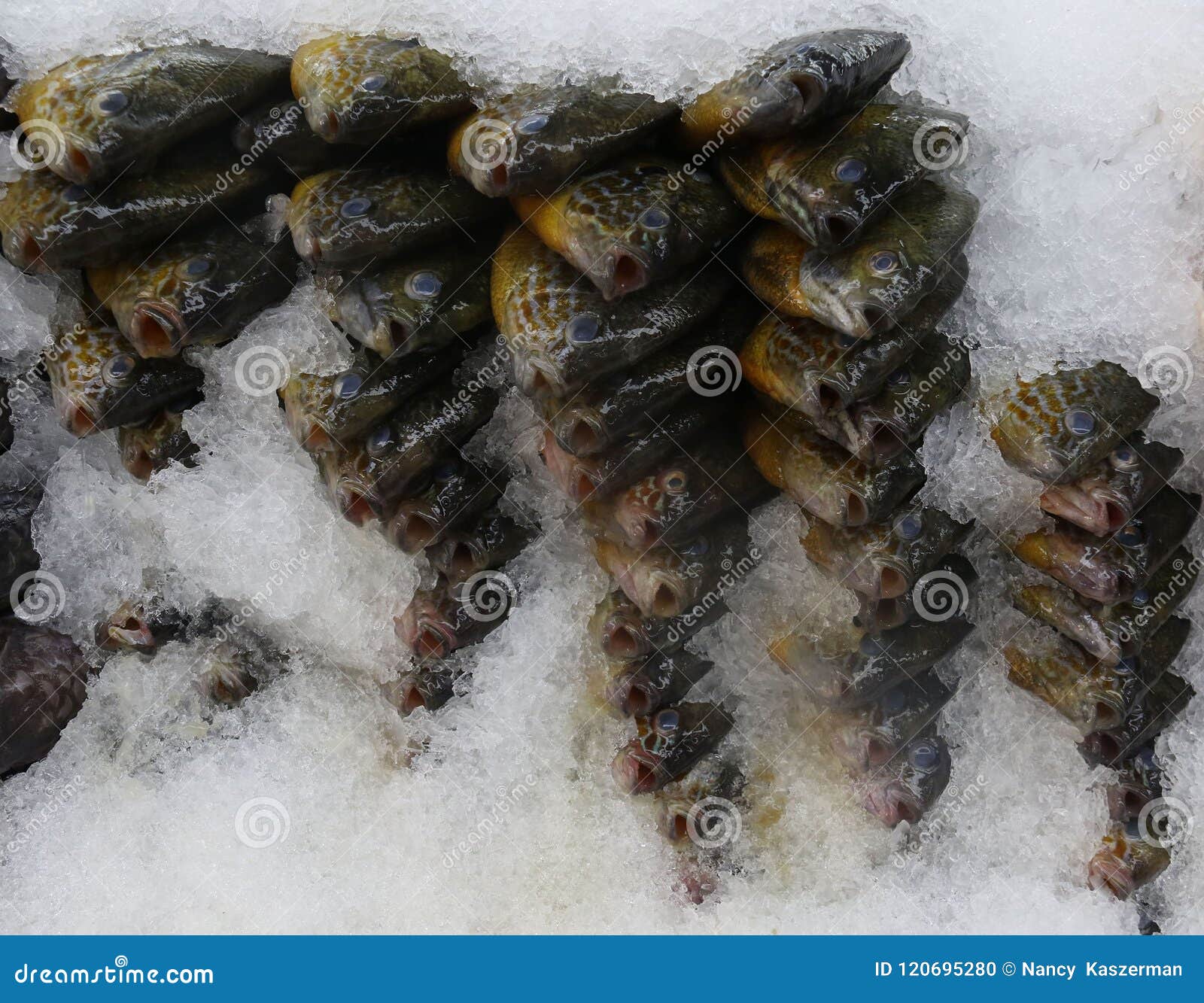 Sun Perch on Ice at Fish Market Stock Photo - Image of cooked, chef ...