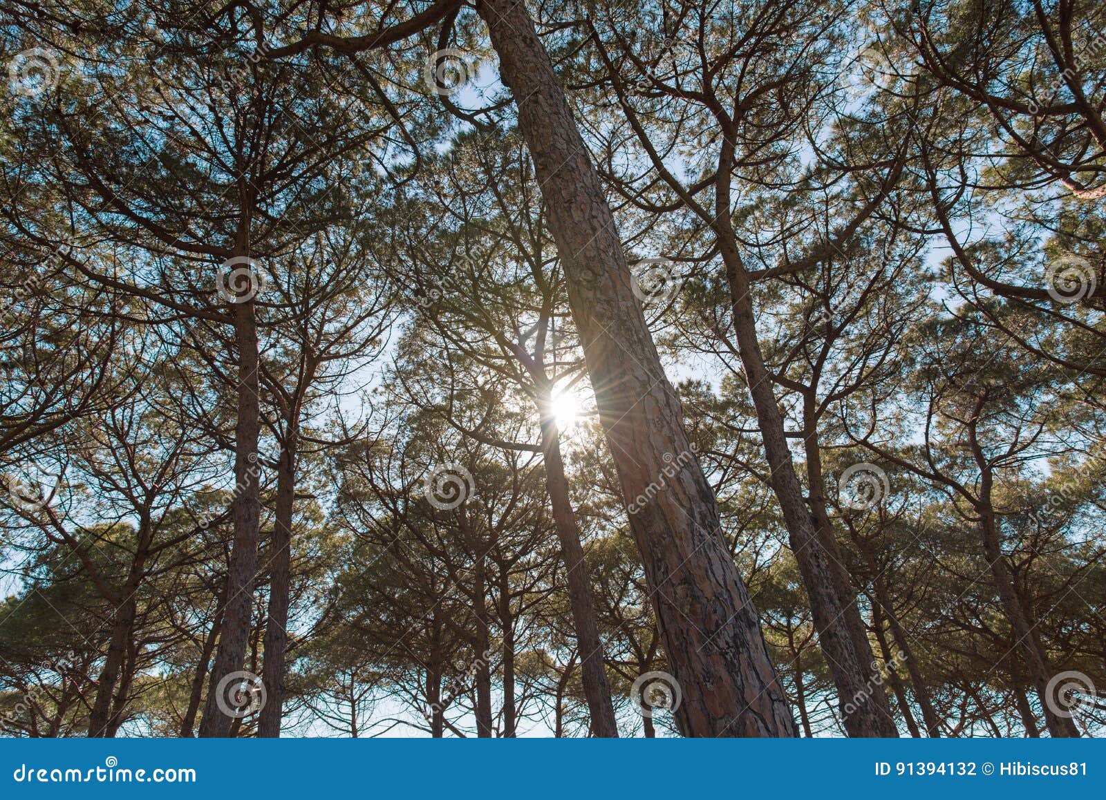Sun and pines stock photo. Image of sunbeam, wooden, blue - 91394132
