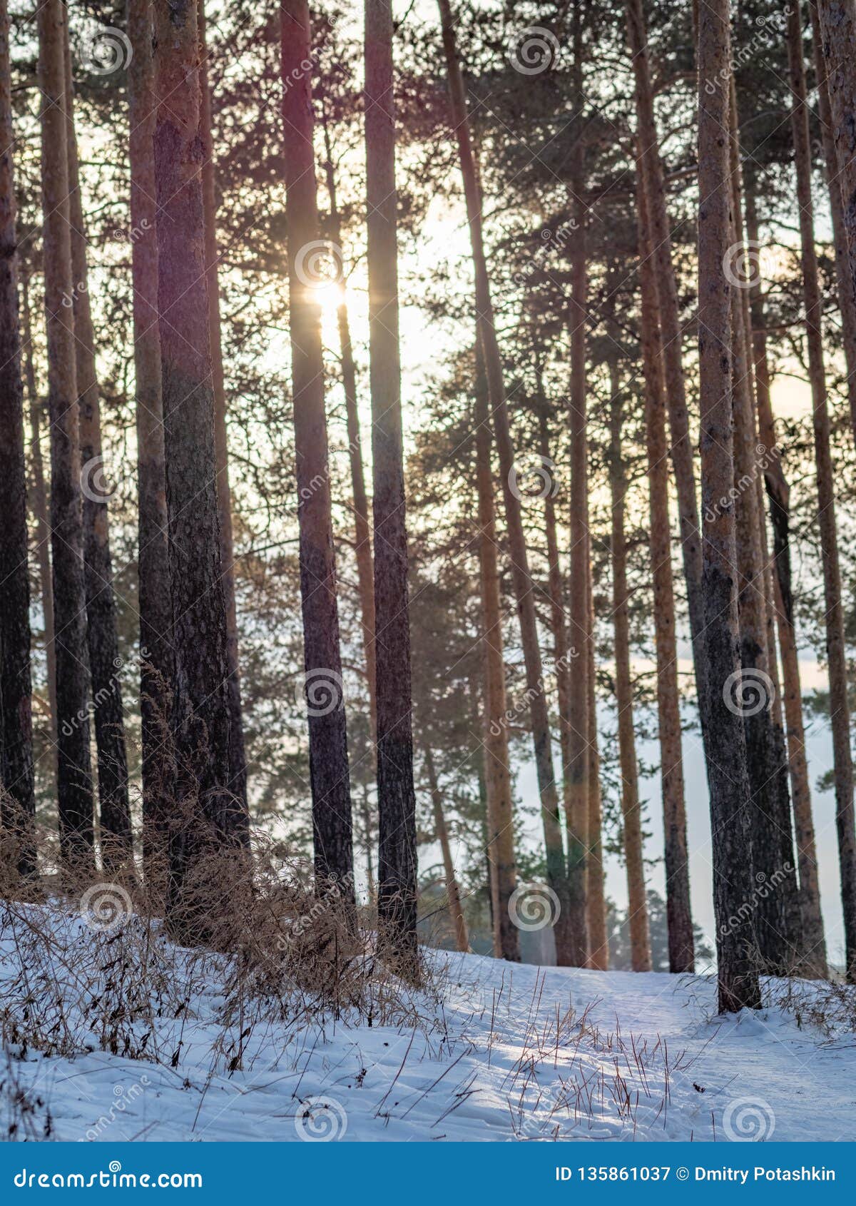 Sun through the Pines in Winter Forest Stock Image - Image of scene ...