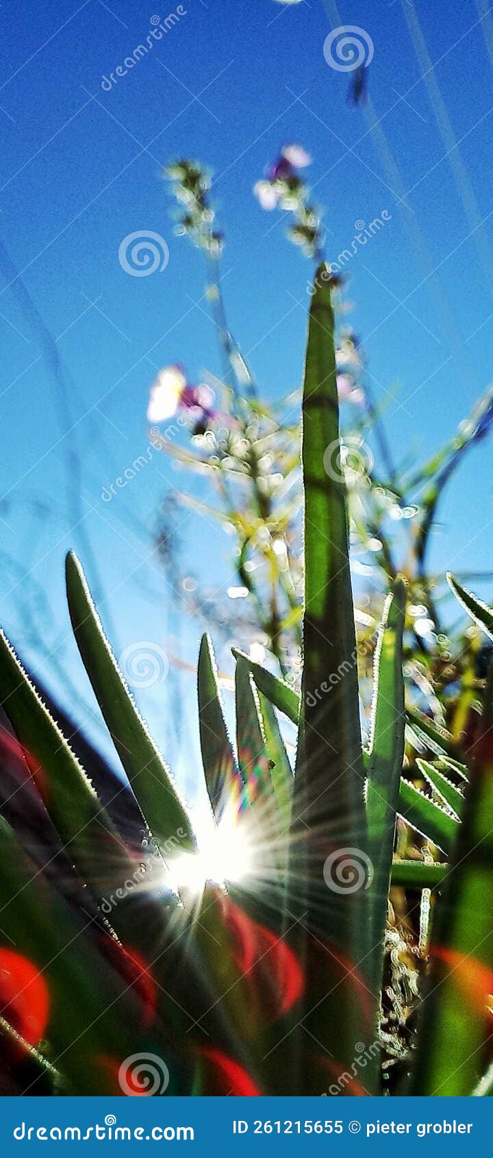 Sun and plants ðŸª´ stock image. Image of sunlight, shrub - 261215655