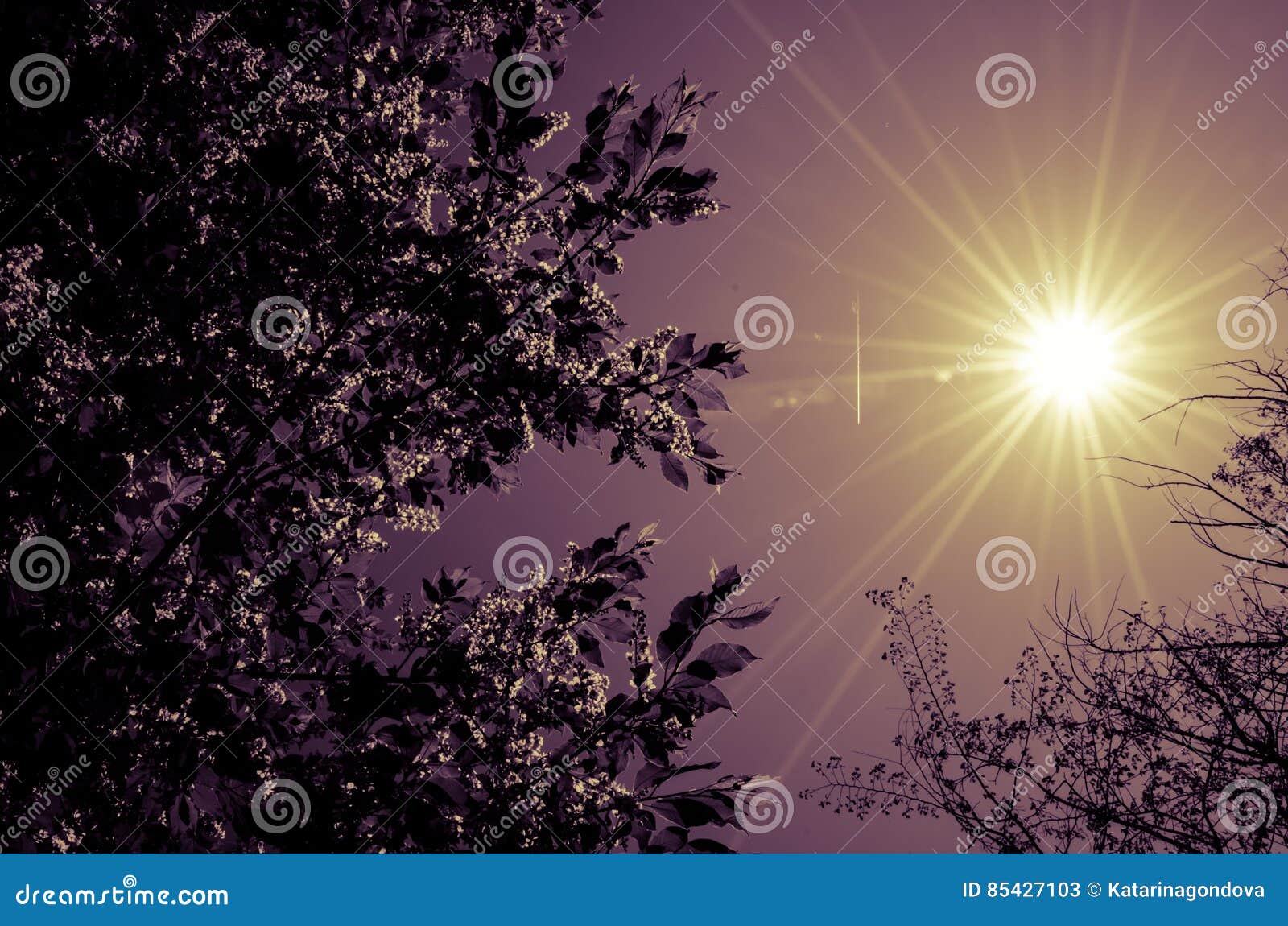 Sun in purple sky stock image. Image of spring, dark - 85427103