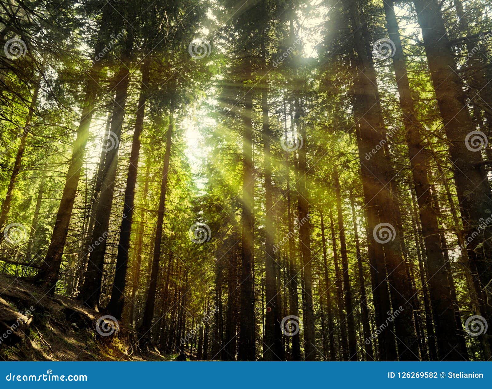 The Sun Radiates through the Branches of Tall Trees Stock Photo - Image ...