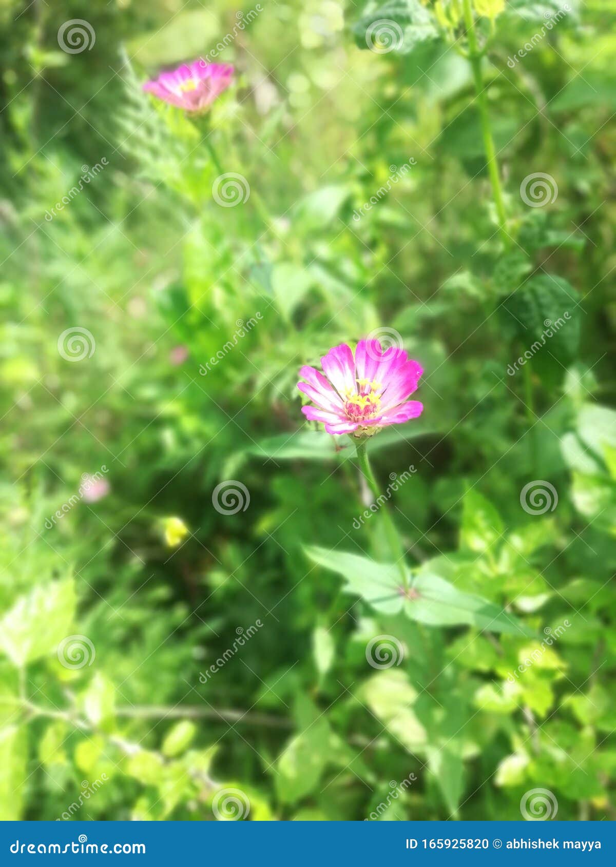 Sun Radiation on the Pink Flower with Portrait Mode Stock Photo - Image ...