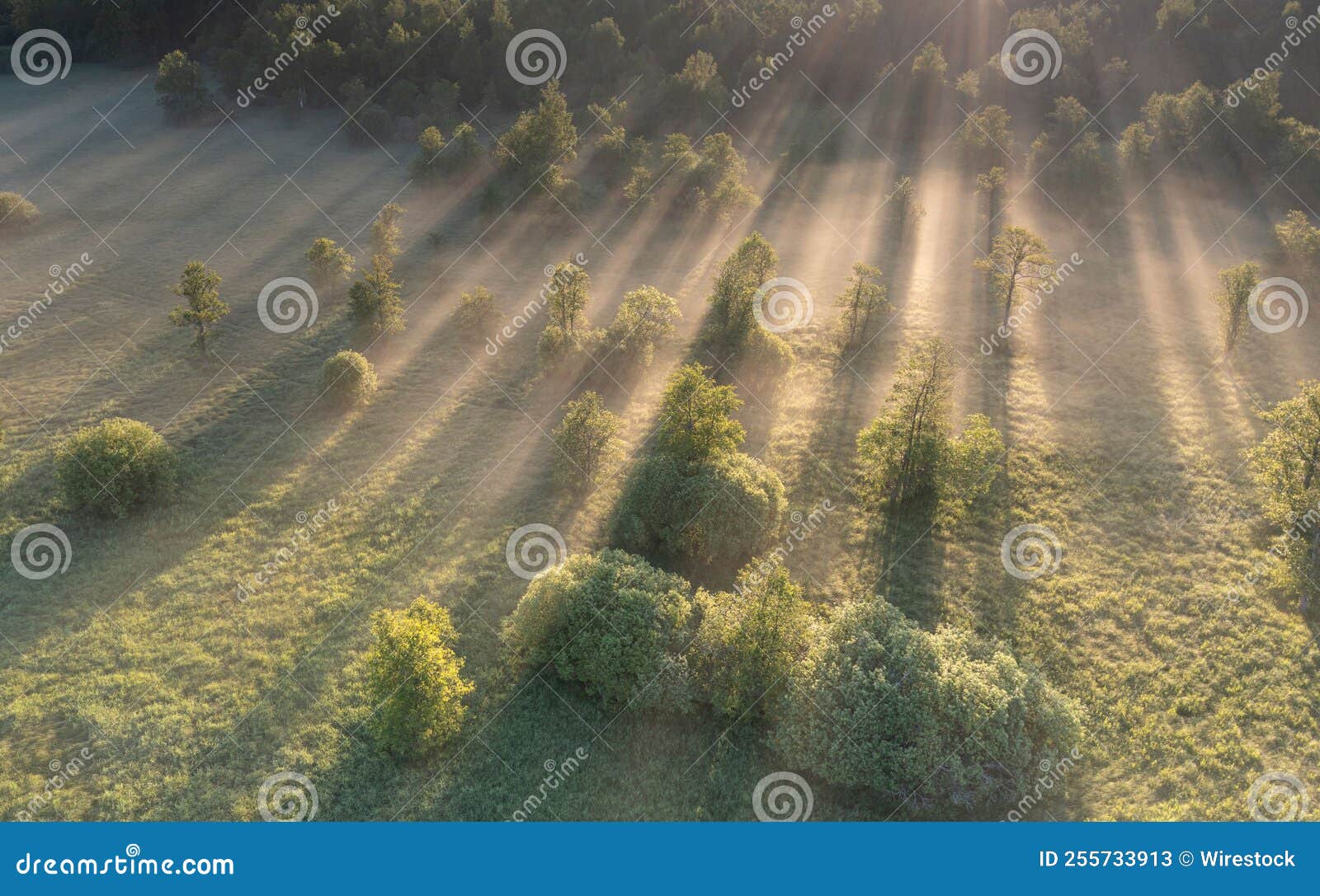 Sun Raise Over the Trees Reflection Shadows on the Meadows Stock Image ...