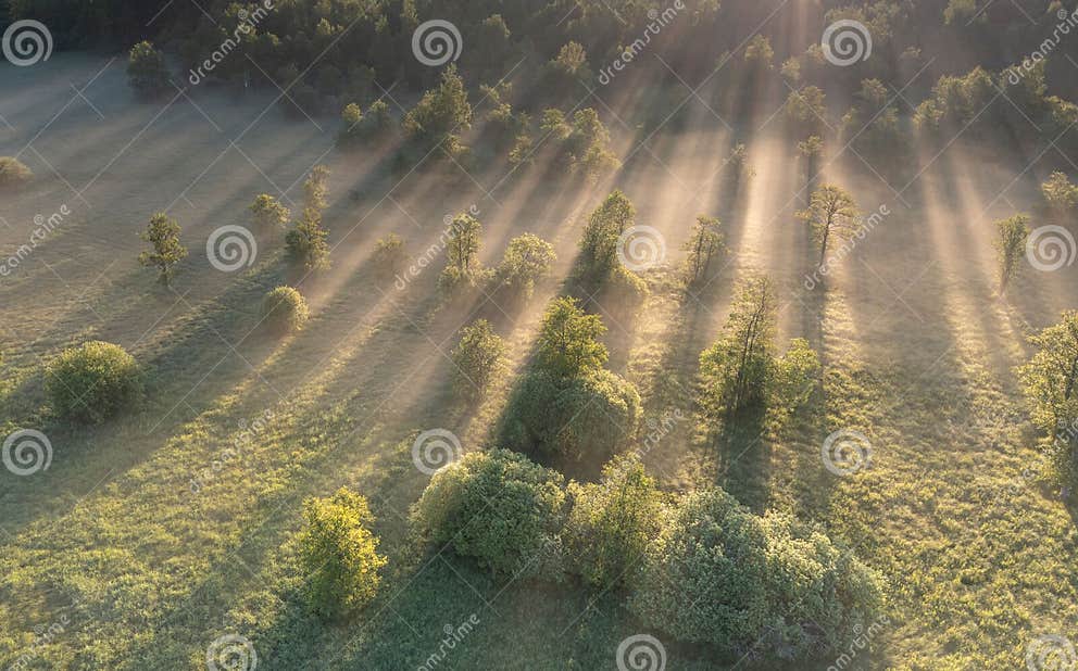 Sun Raise Over the Trees Reflection Shadows on the Meadows Stock Image - Image of landscape ...