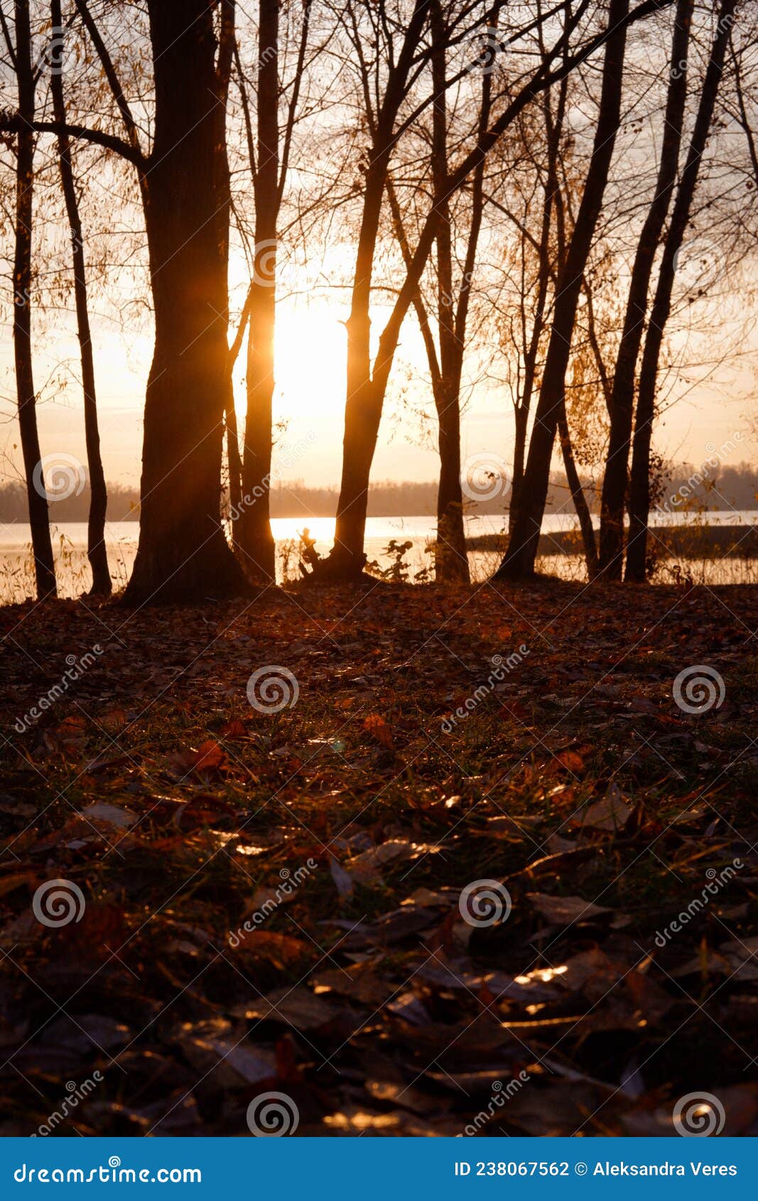 The Sun Raising between the Trees at the River at Late Atumn Stock ...