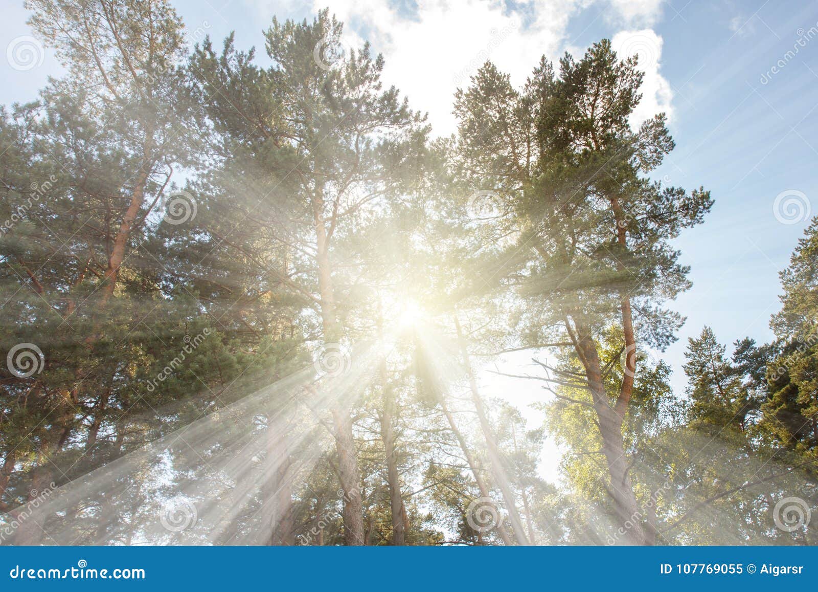Sun ray beam stock image. Image of foliage, park, wood - 107769055