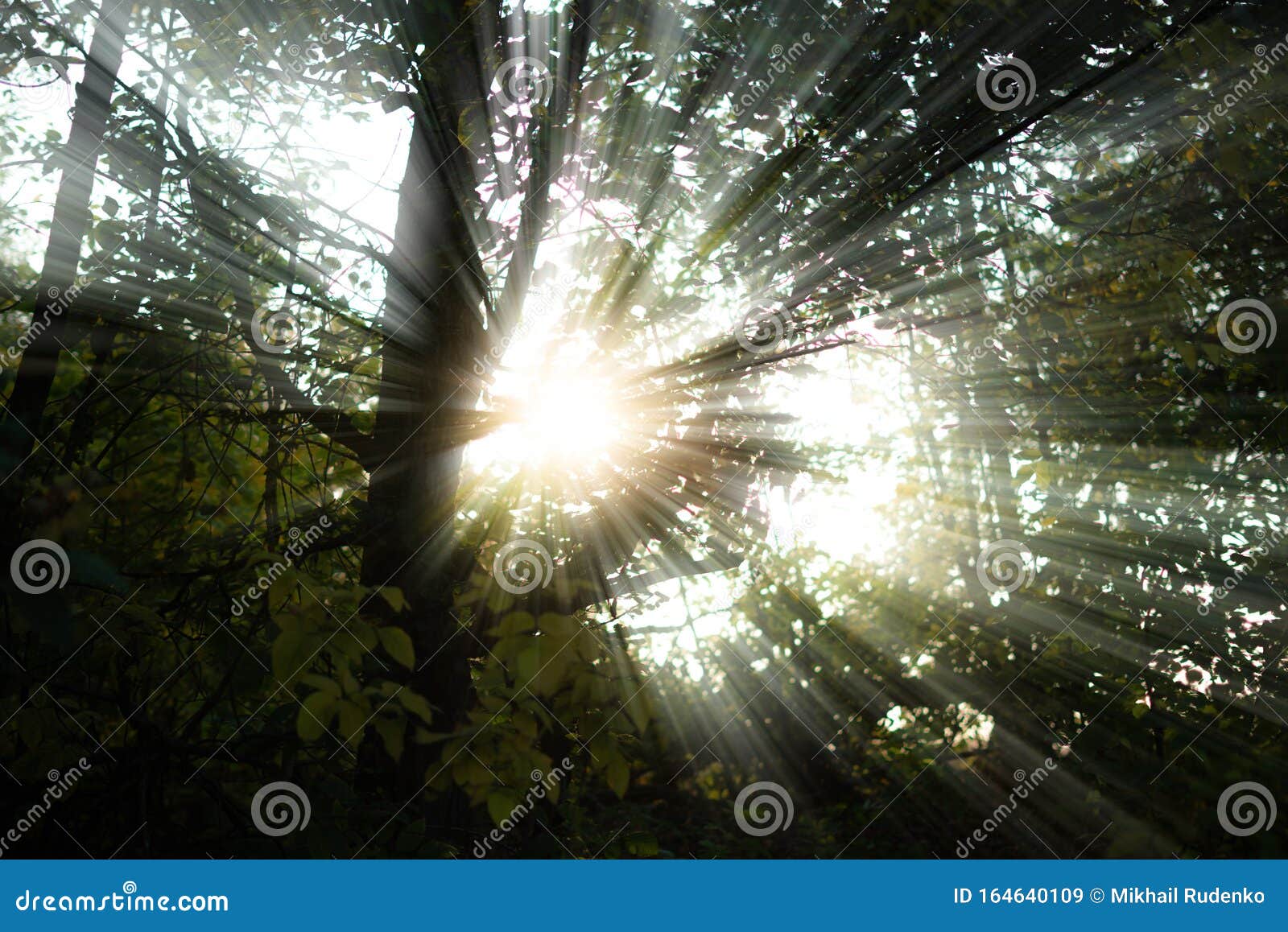 Sun Ray Come through the Three Branches and Leaves during Sunset Stock ...