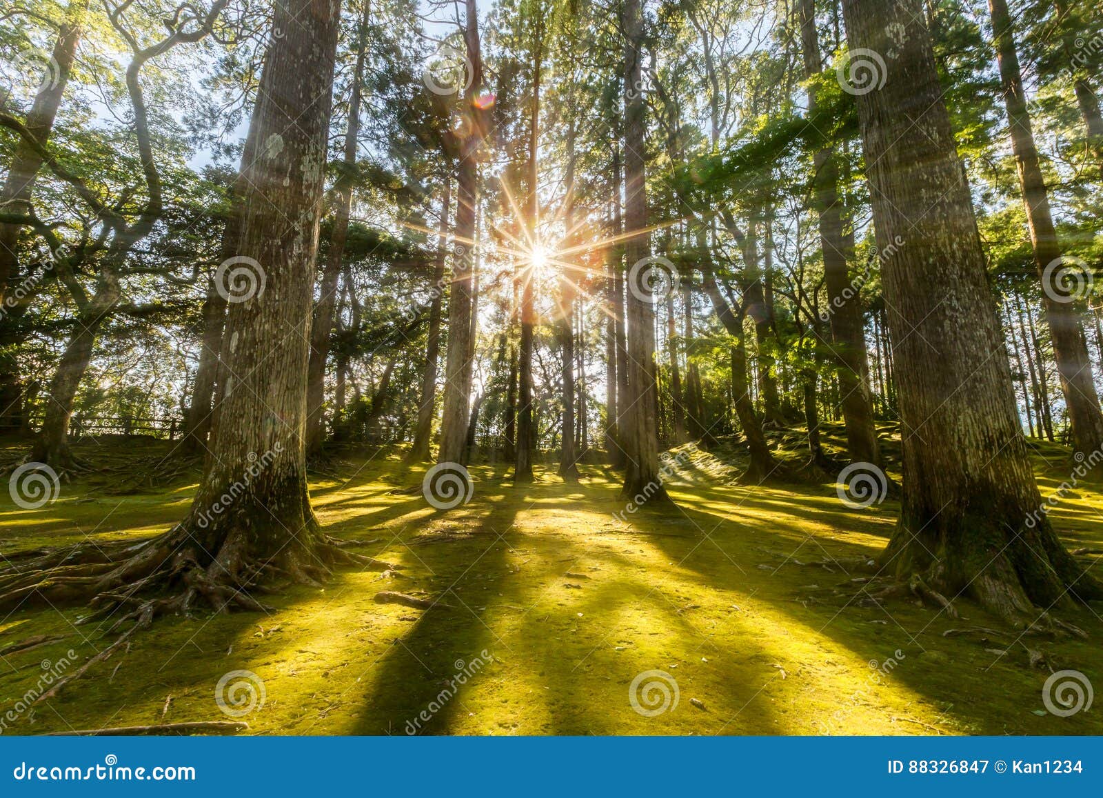 Sun Ray Coming through Pine Forest in Obi, Kyushu, Japan Stock Image ...