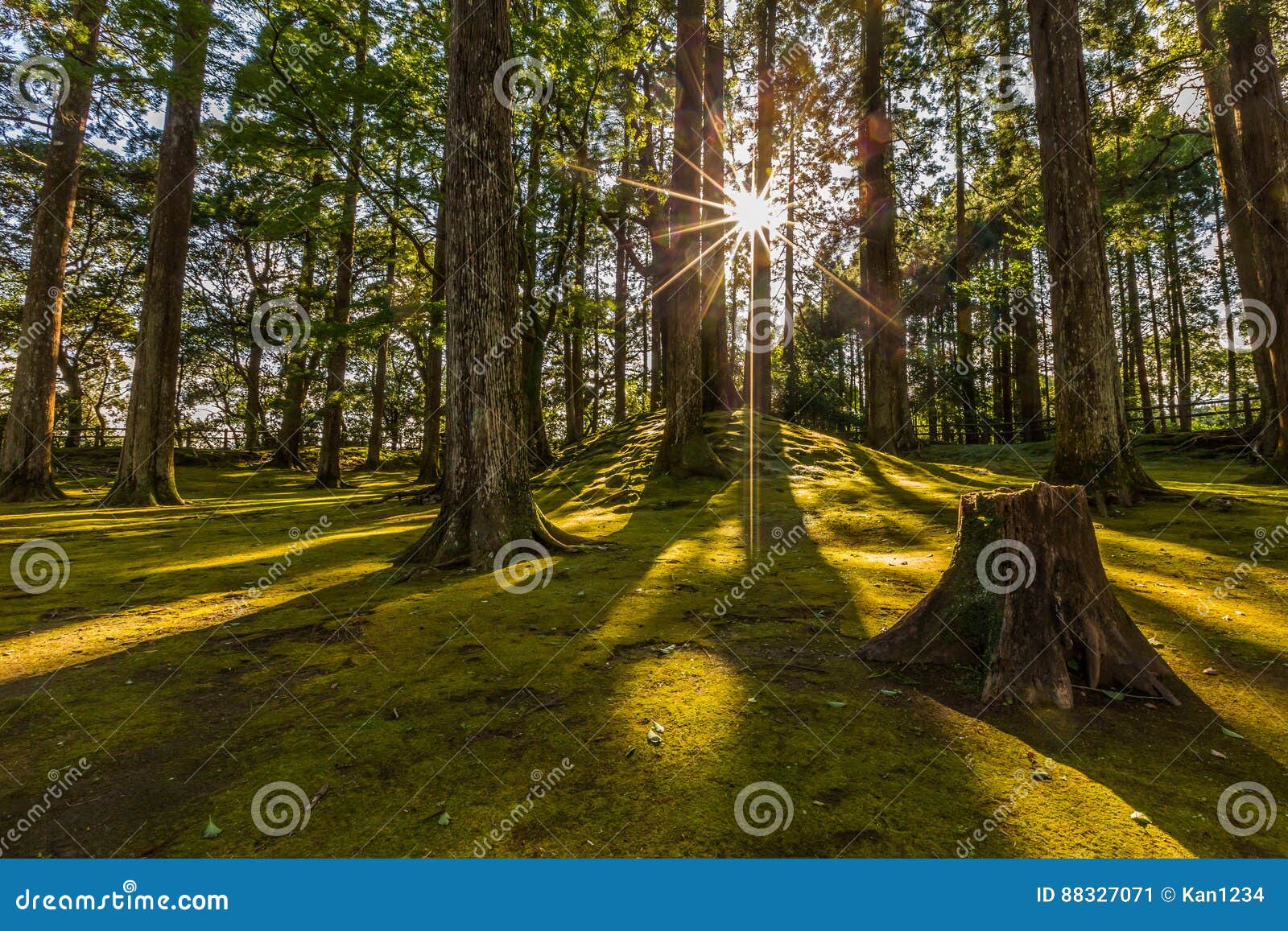 Sun Ray Coming through Pine Forest in Obi, Kyushu, Japan Stock Image ...