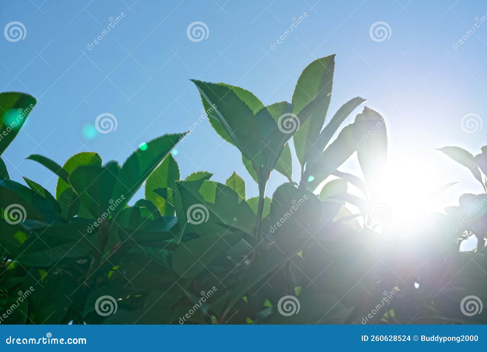 Sun Ray and Flare Light with Plant for Background Stock Photo - Image ...