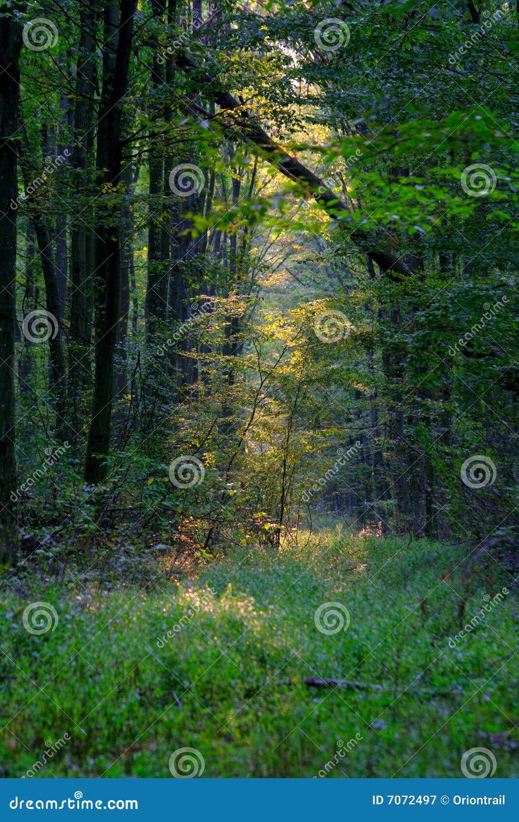 Sun ray in forest stock image. Image of colours, forest - 7072497