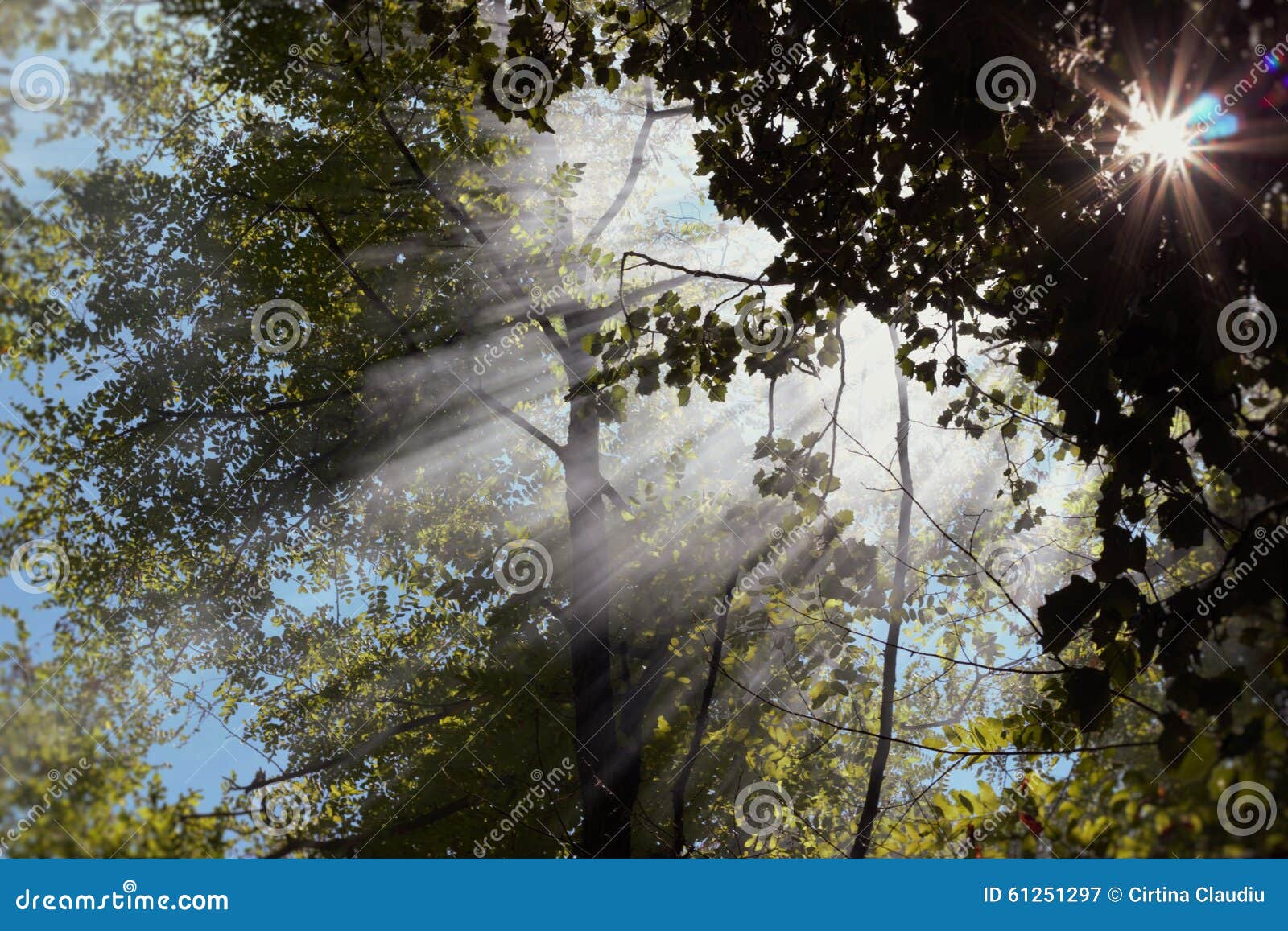 Sun Rays Shining through Trees Stock Image - Image of shine, sunshine ...