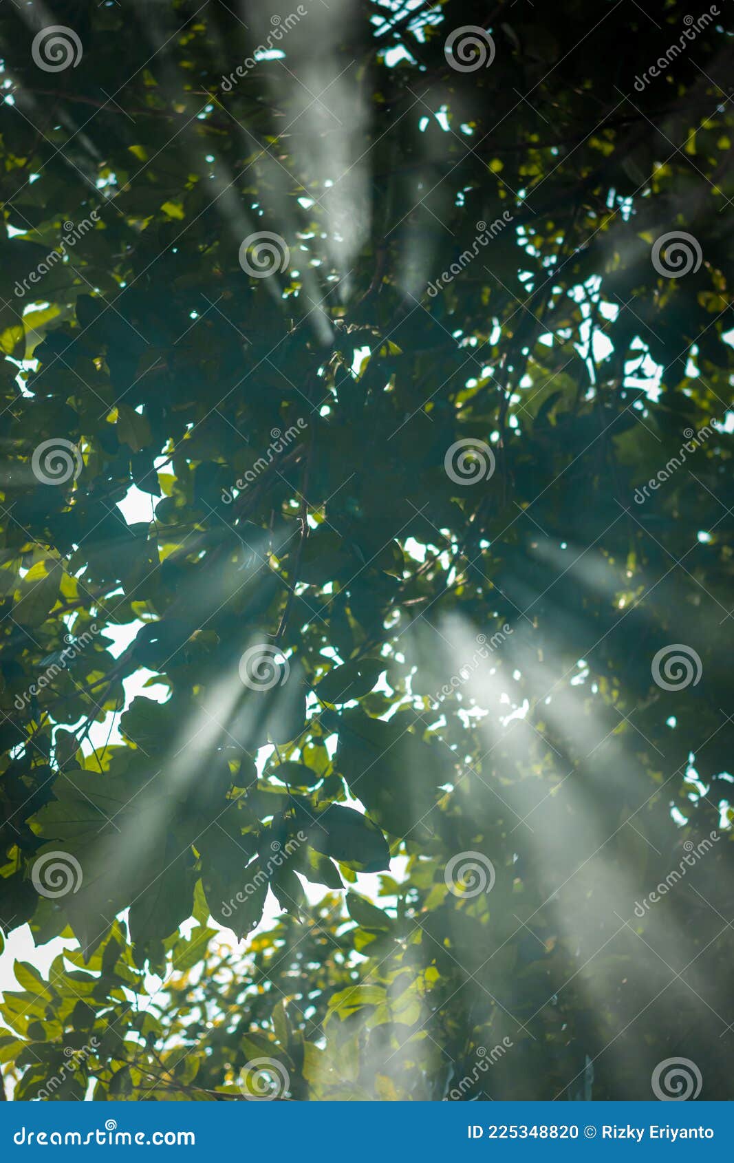 The sun of ray of light stock photo. Image of forest - 225348820