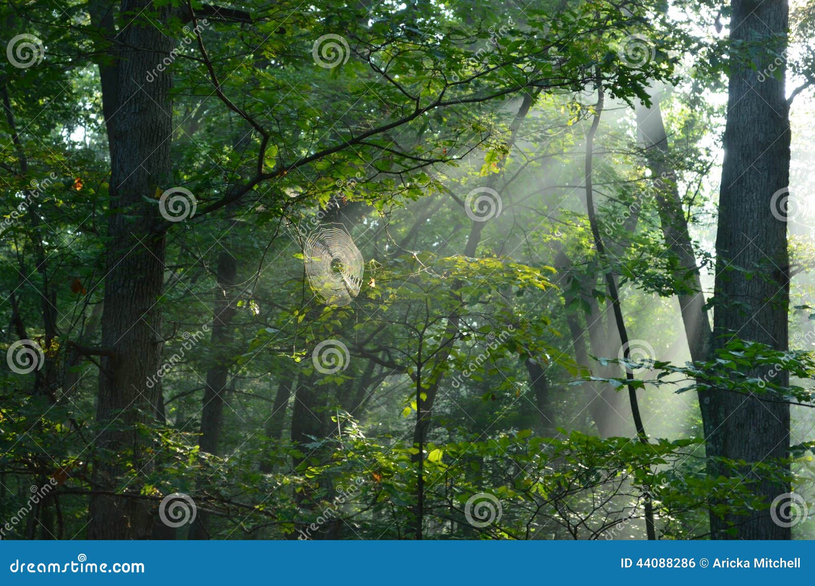 Sun ray through spider web stock photo. Image of enchanting - 44088286