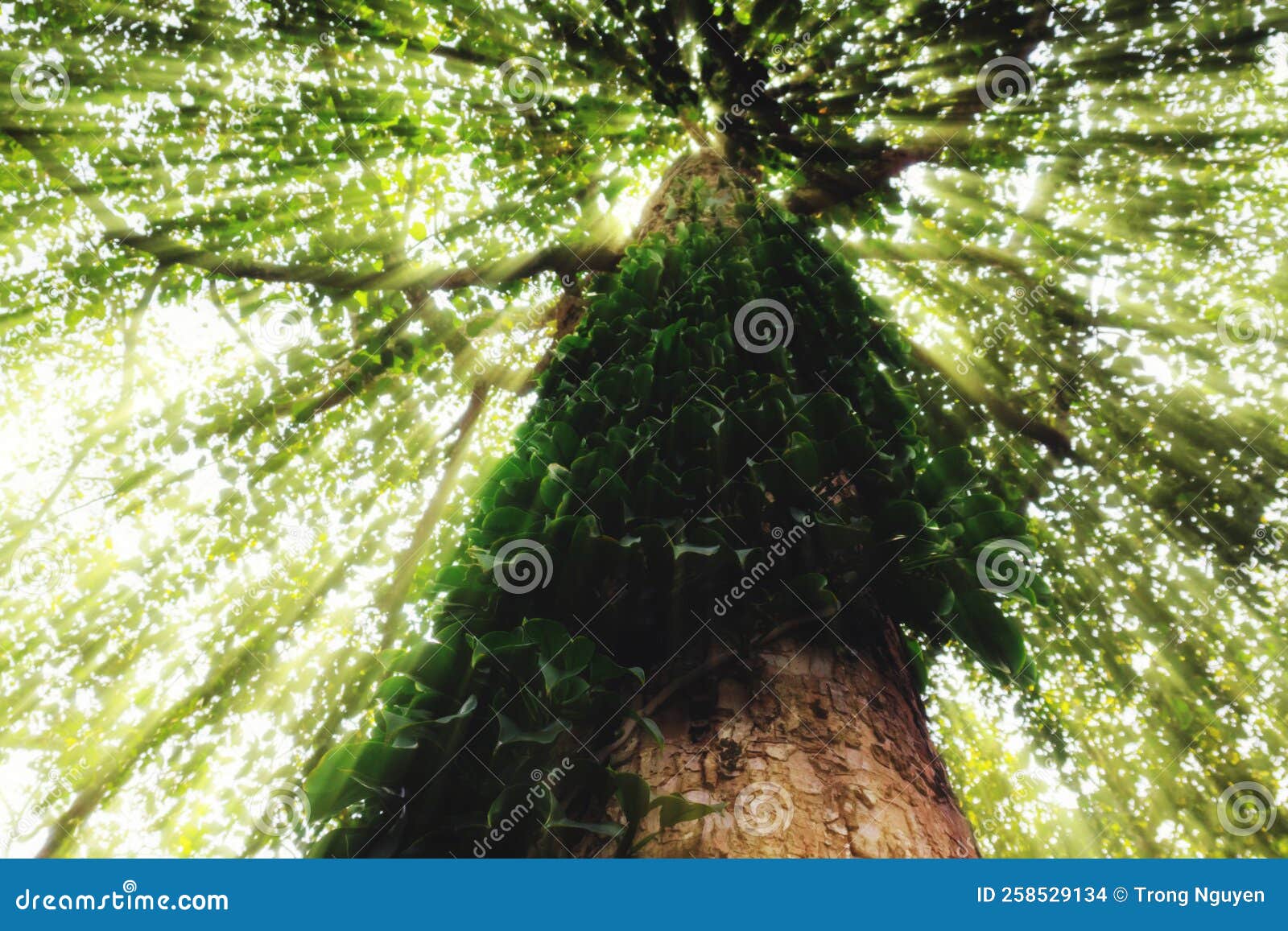 Sun ray with a tree stock photo. Image of forest, leaves - 258529134
