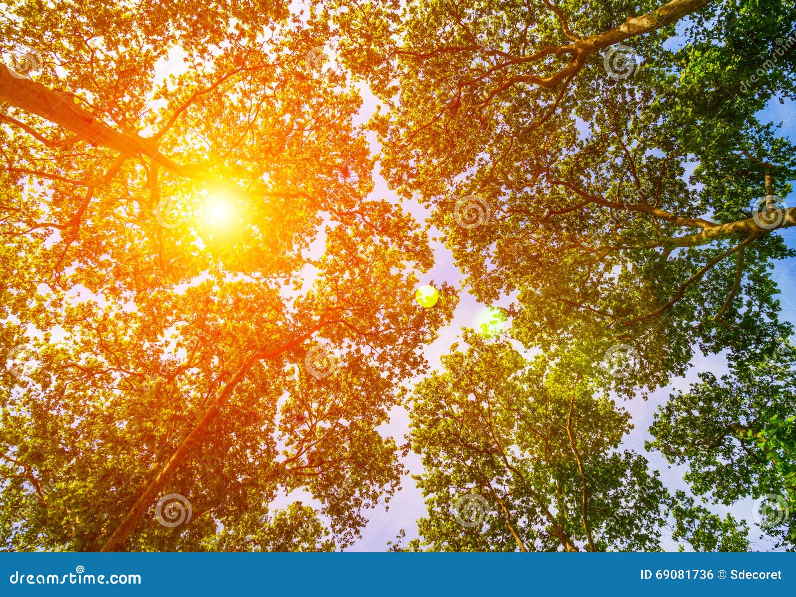 Sun ray through the trees stock illustration. Illustration of spring ...