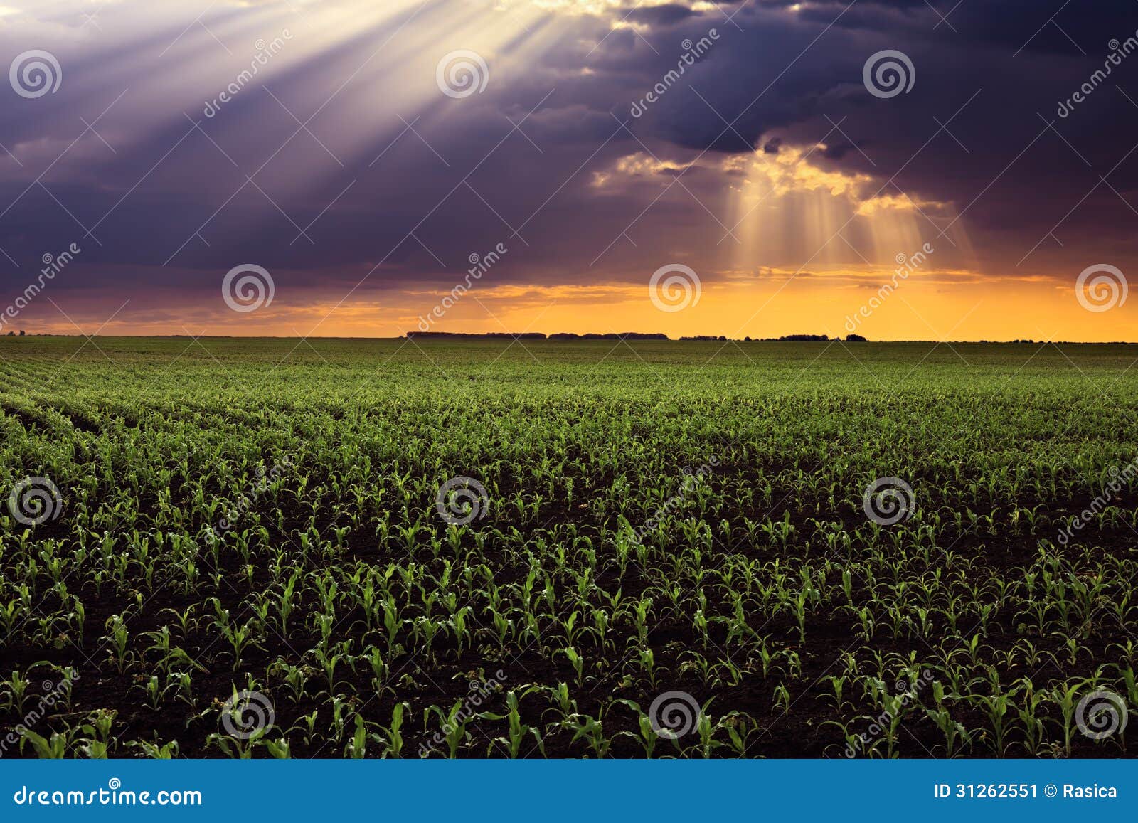 Sun Rays Above the Cornfields. Stock Image - Image of cornfield ...