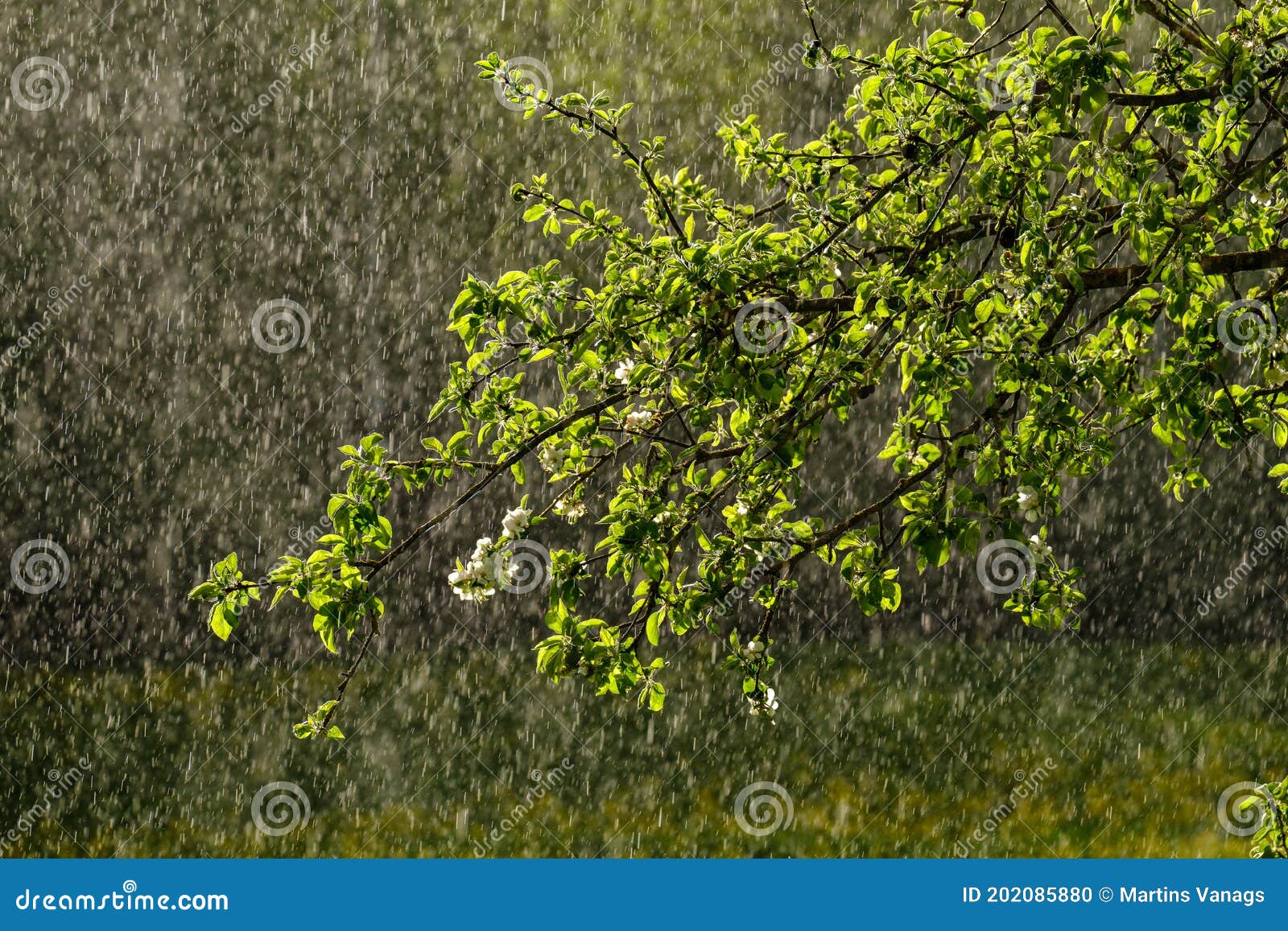 Sun Rays on Apple Tree Leaves in Garden with Rain in Background Stock ...