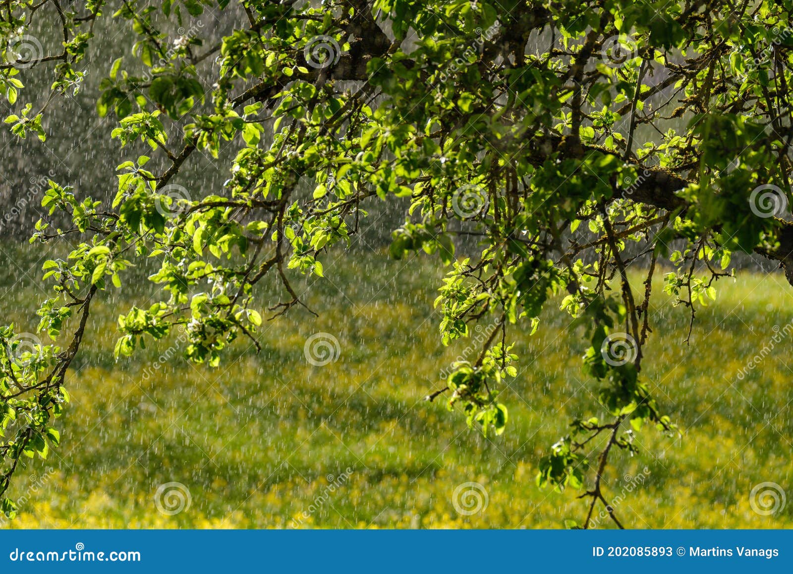 Sun Rays on Apple Tree Leaves in Garden with Rain in Background Stock ...