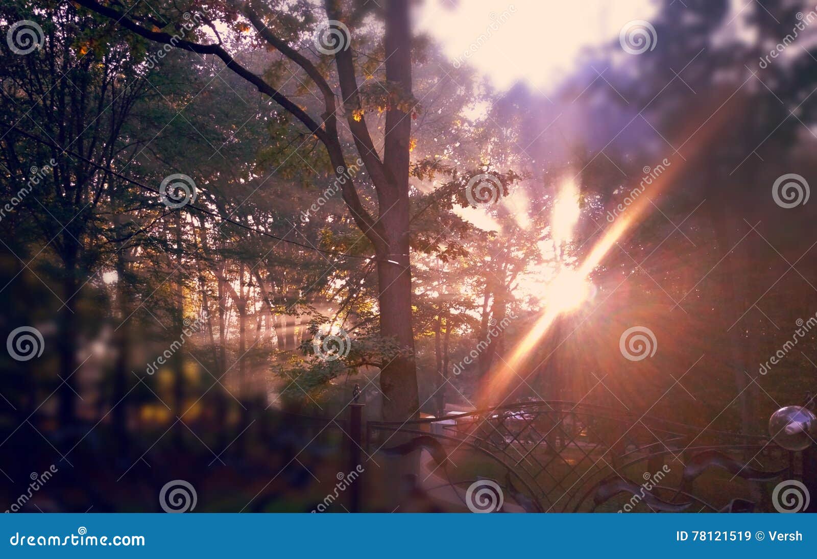 Sun rays stock image. Image of forest, park, tree, leaf - 78121519