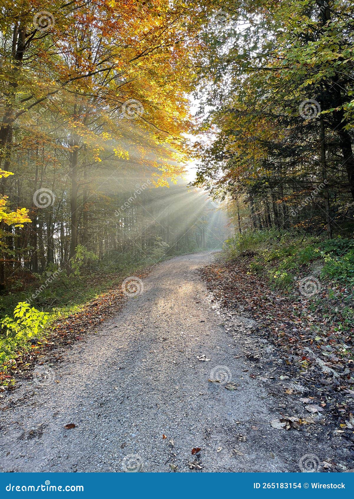 Sun Rays in an Autumn Forest Path Stock Photo - Image of growth ...