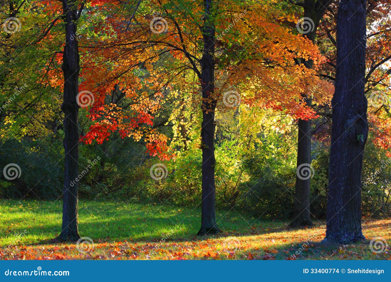 Sun Rays through Autumn Trees Stock Photo - Image of autumn, maple ...